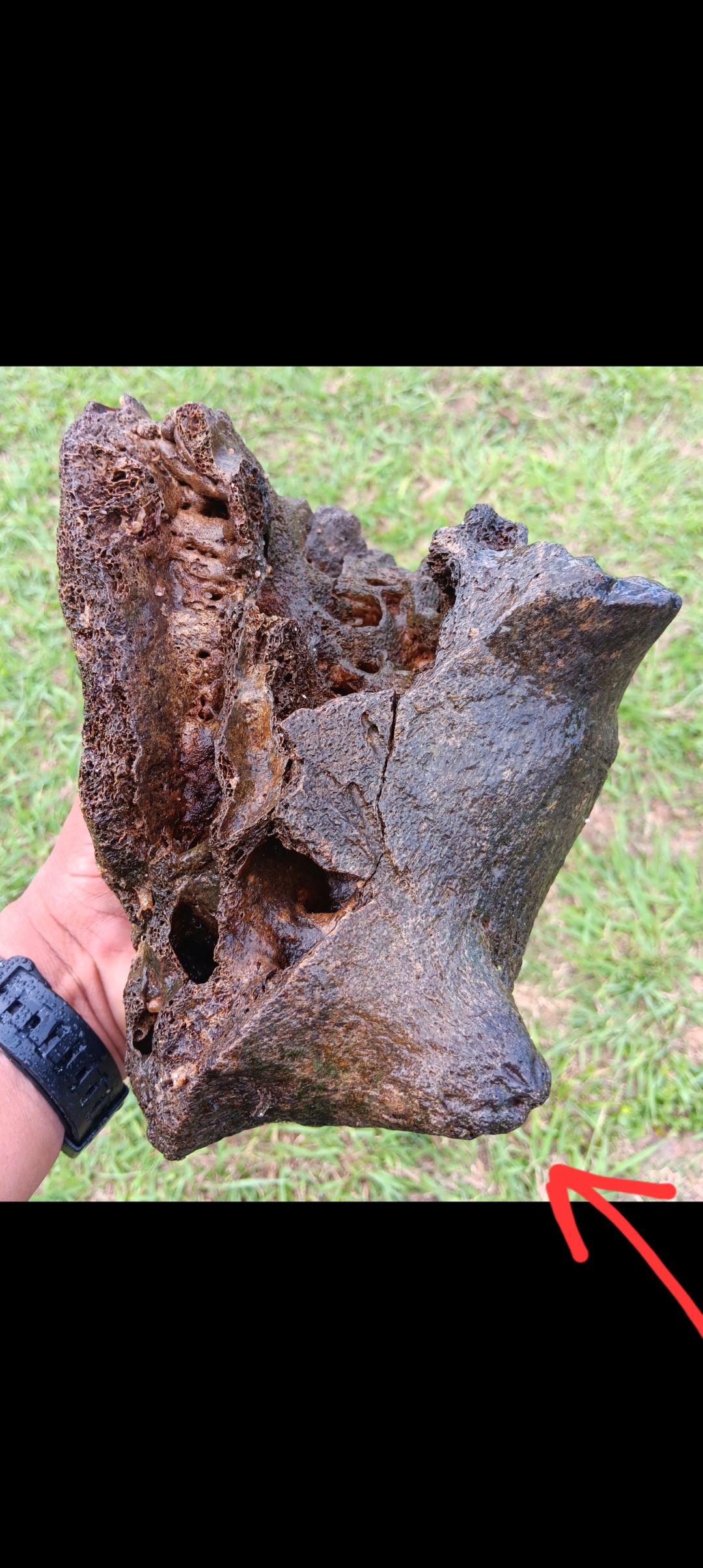 Large Bone Identification - Fossil ID - The Fossil Forum