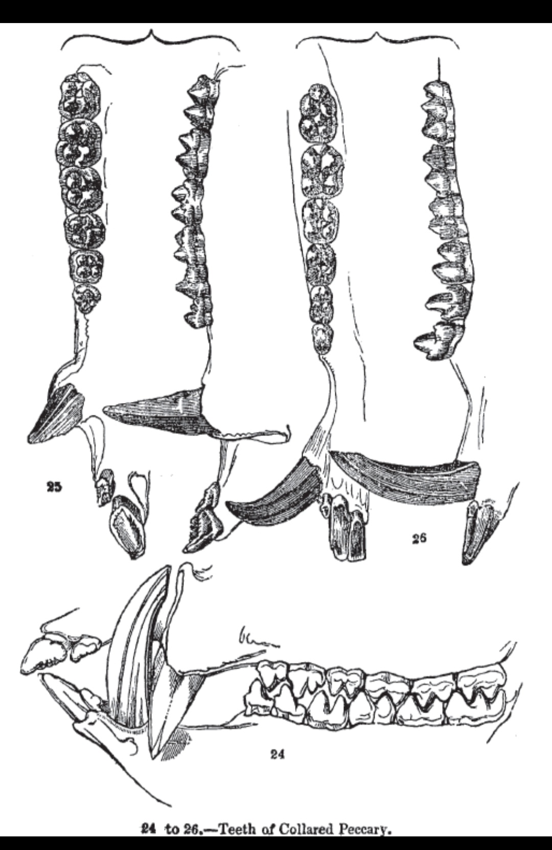 Tooth identification - Fossil ID - The Fossil Forum