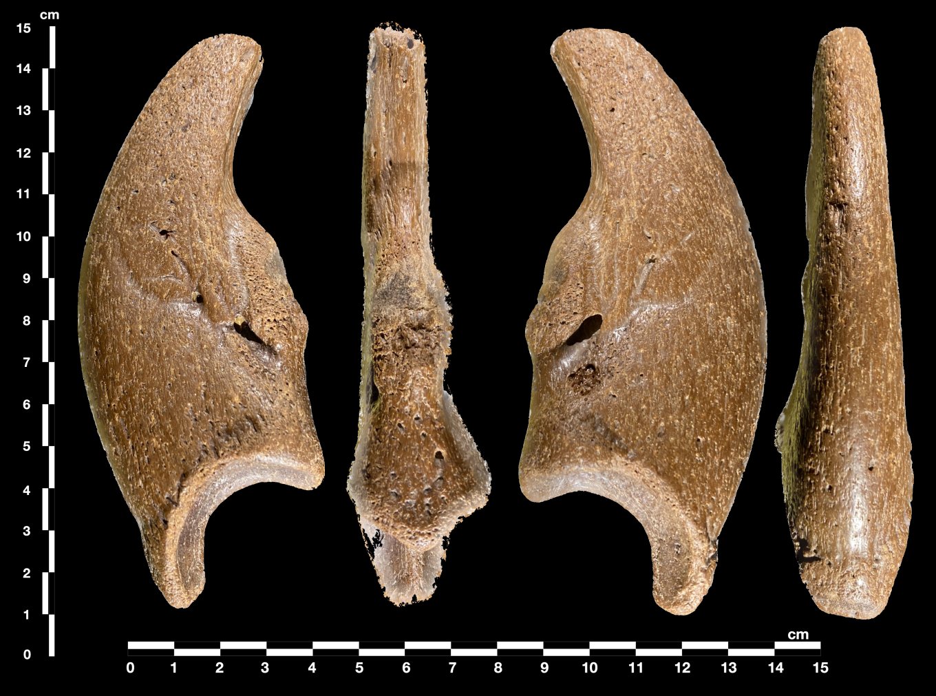 July 2023 Vertebrate Fossil Of The Month Poll - Fossil of the Month ...