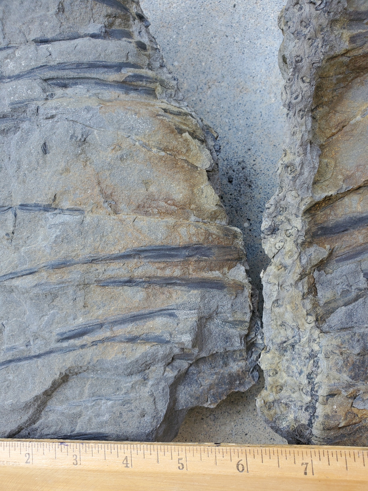 Carboniferous (Pennsylvanian subperiod) Collecting Day - Fossil Hunting ...