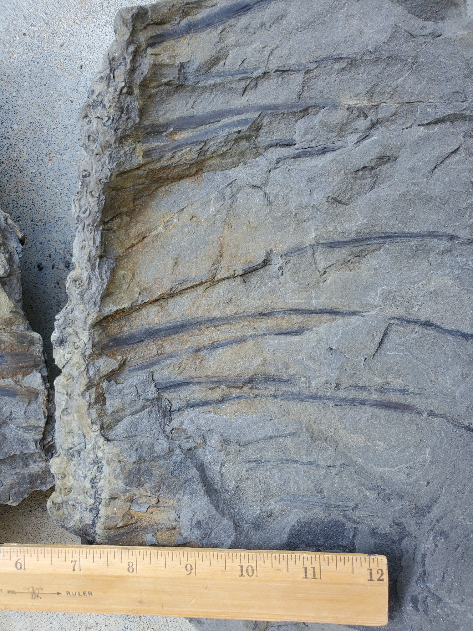 Carboniferous (Pennsylvanian subperiod) Collecting Day - Fossil Hunting ...