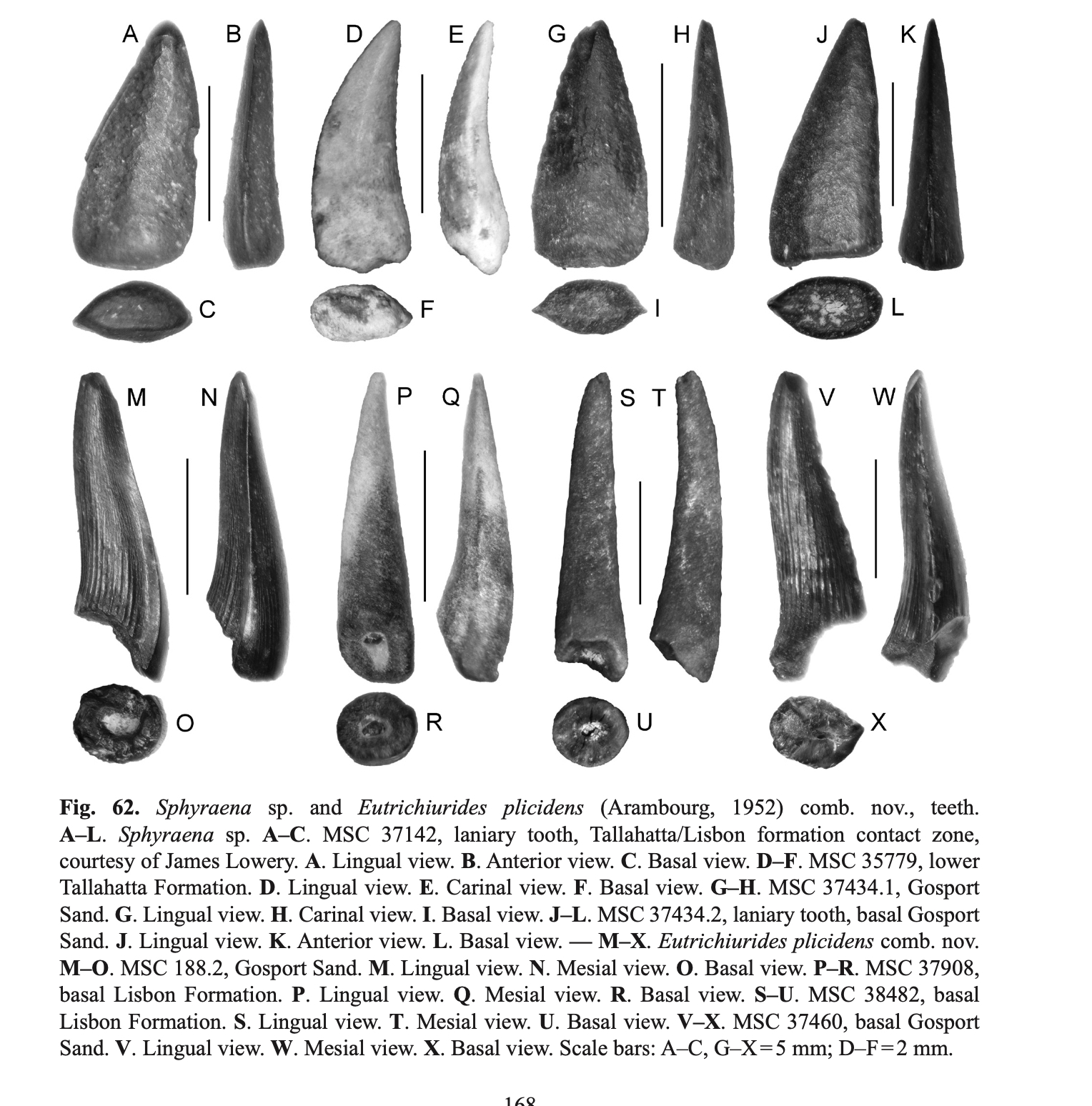 Whiskey Bridge Fish Tooth... Croc? - Fossil ID - The Fossil Forum