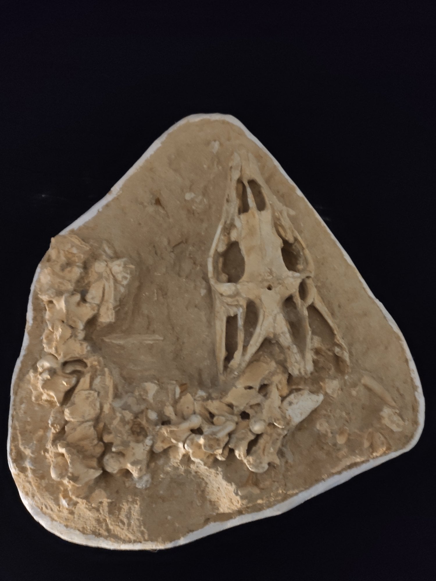 Mosasaur partial skeleton in matrix - Is It Real? How to Recognize ...