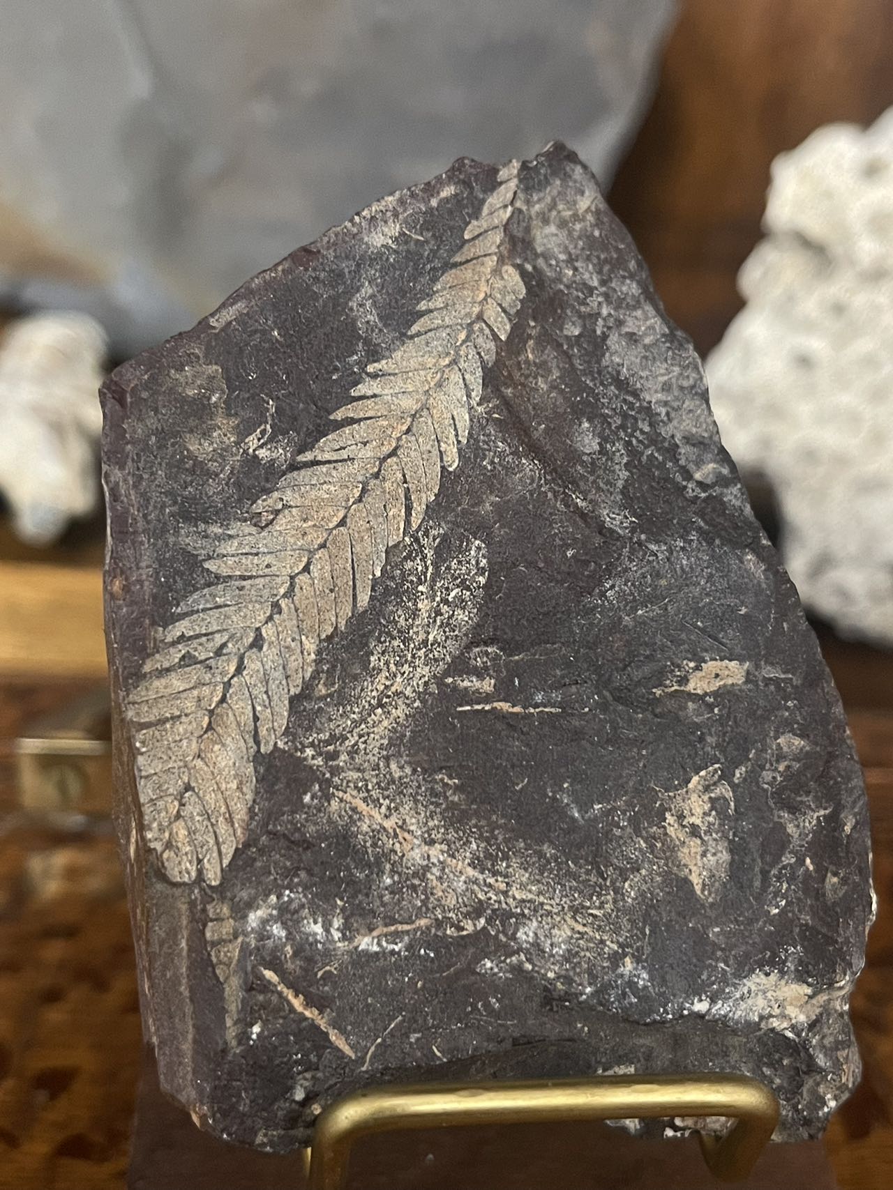 Need help to identiy a fern fossil. Thank you! - Fossil ID - The Fossil ...