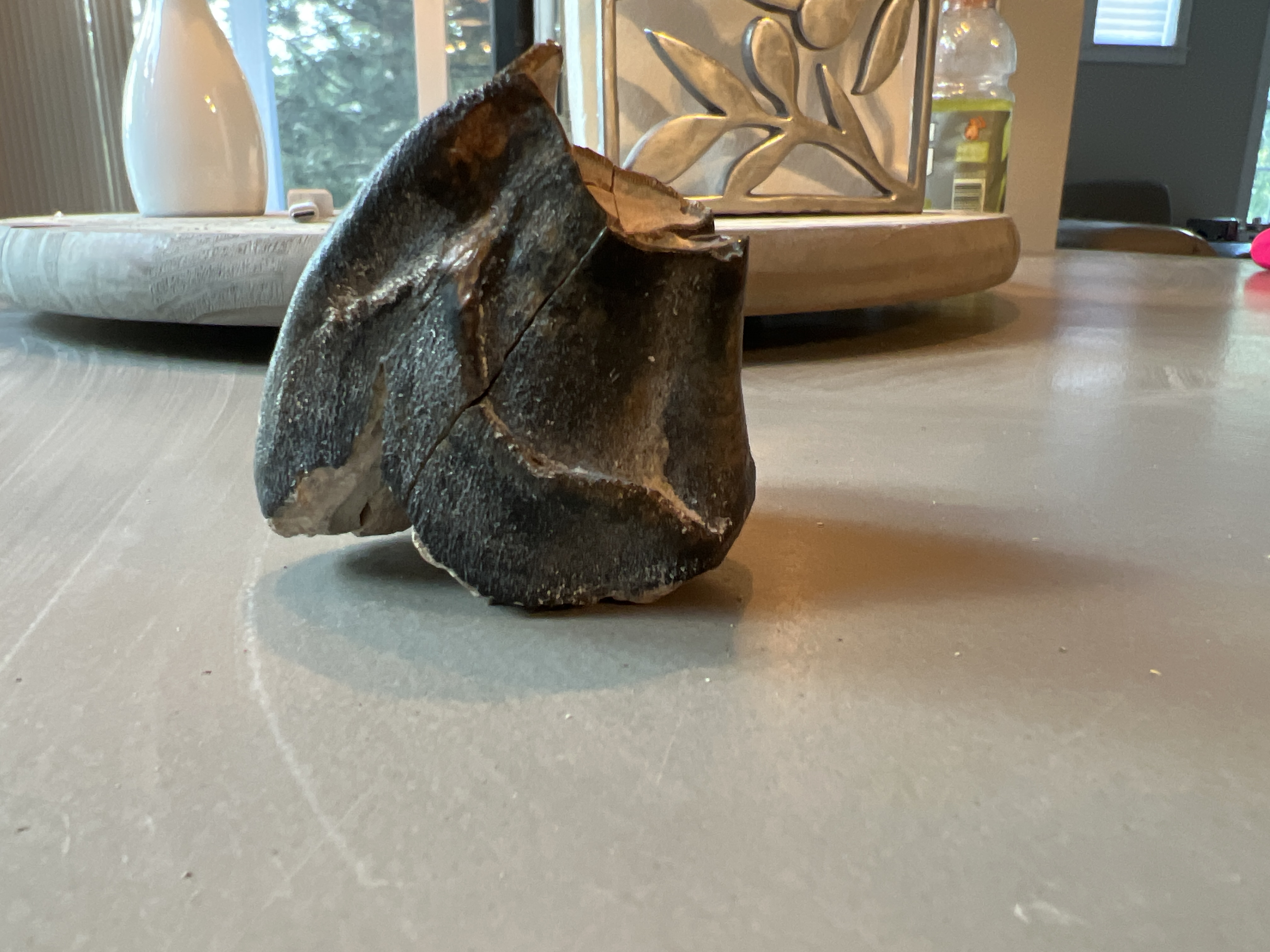 Tooth identification - Fossil ID - The Fossil Forum