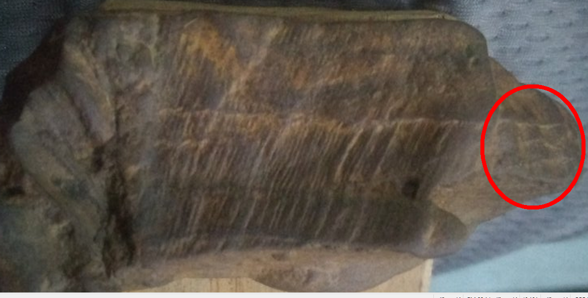 Calamite or leaves fossil? - Fossil ID - The Fossil Forum