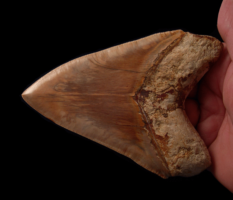 Advice needed on Meg tooth - Is It Real? How to Recognize Fossil ...