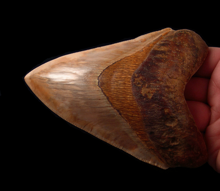 Advice needed on Meg tooth - Is It Real? How to Recognize Fossil ...