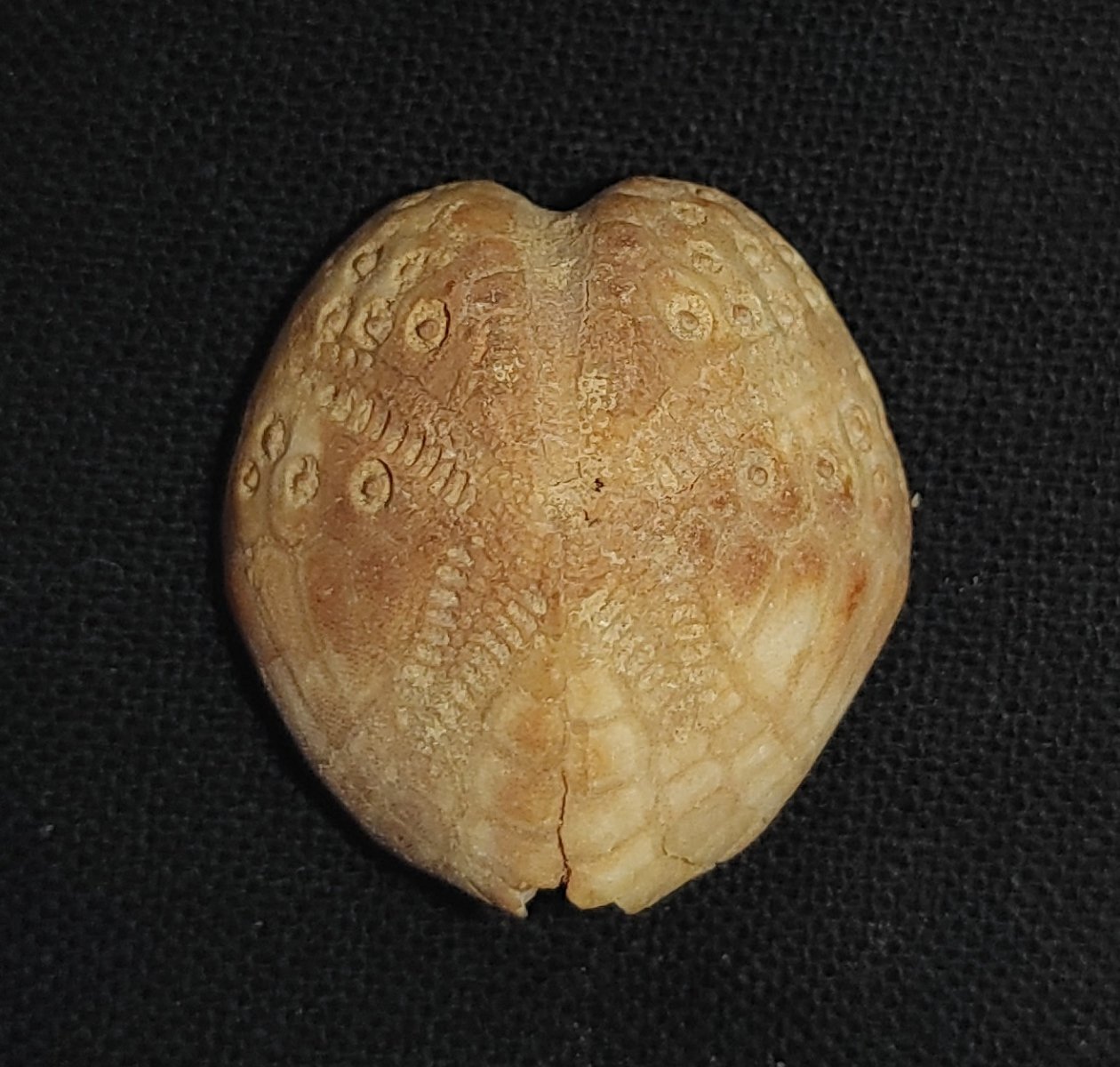 Lovenia forbesi - Echinoids - The Fossil Forum