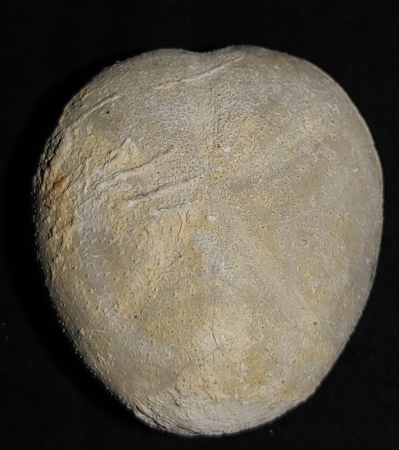 Macraster washitae - Echinoids - The Fossil Forum