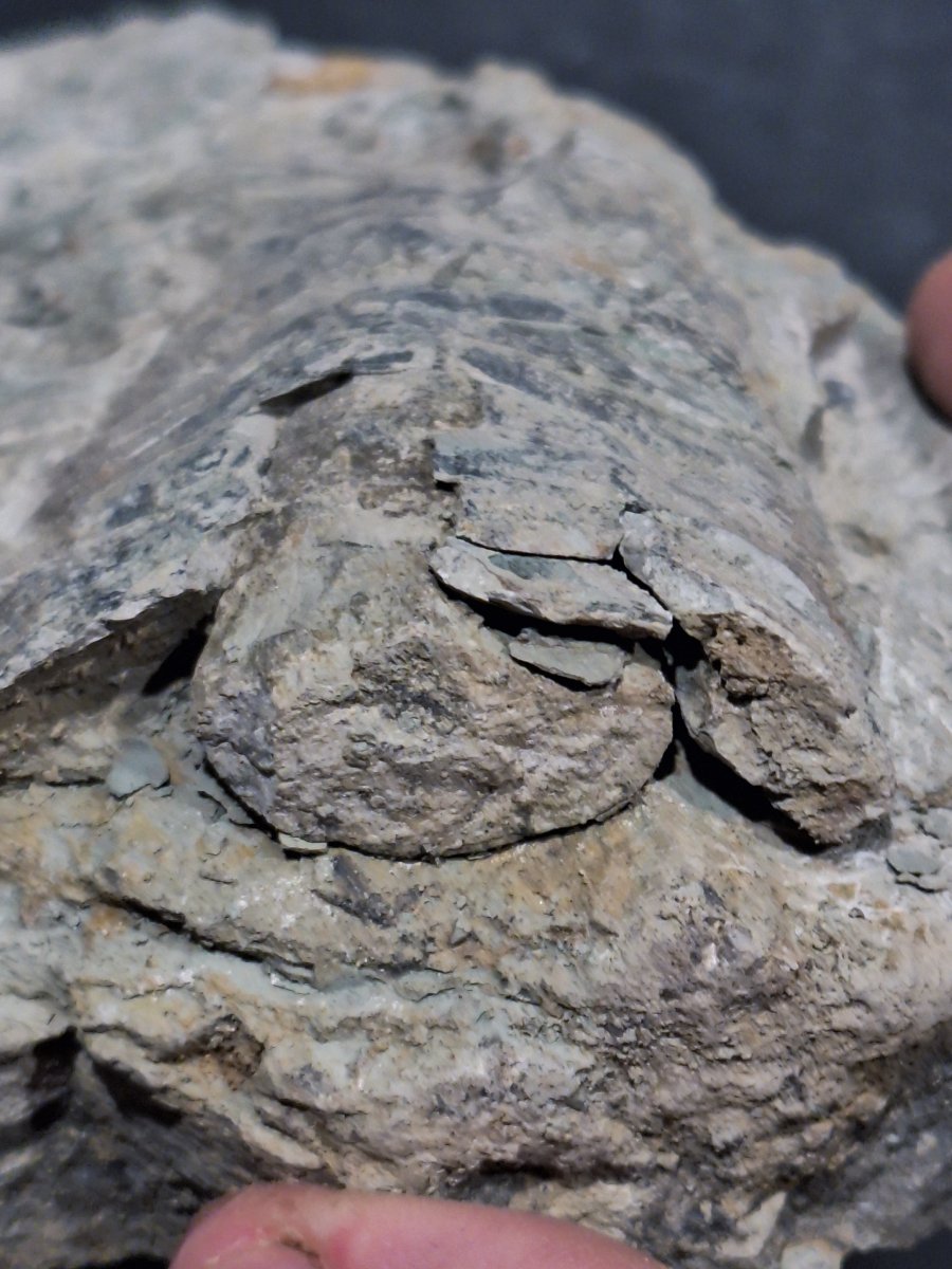 Triptoceras lambi - Member Collections - The Fossil Forum