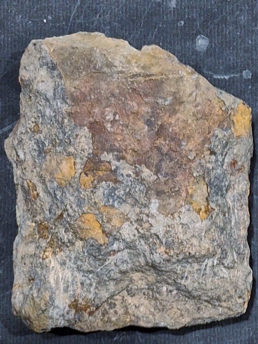Triptoceras lambi - Member Collections - The Fossil Forum
