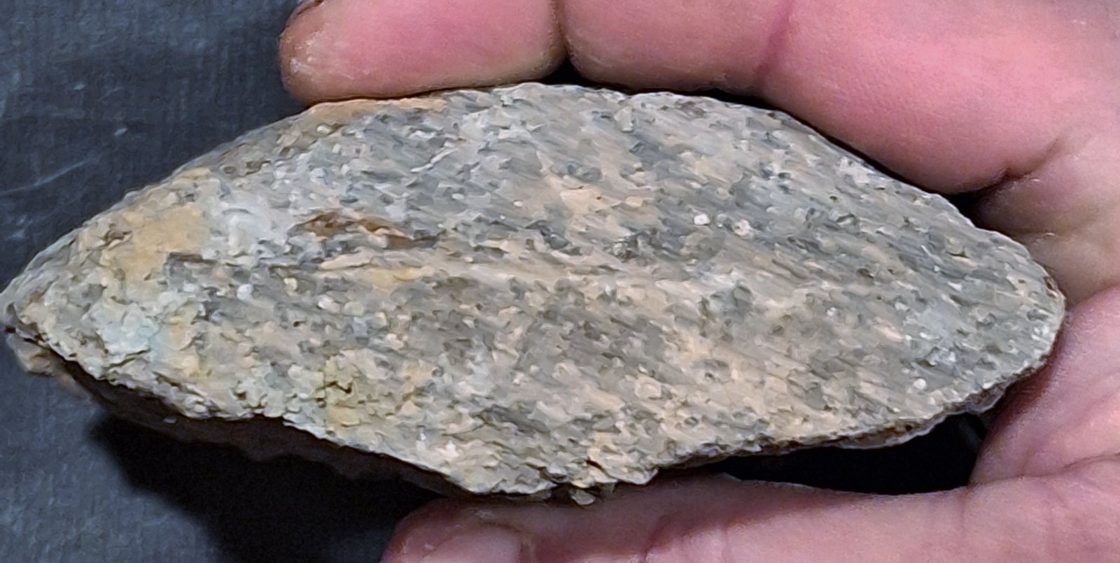 Triptoceras lambi - Member Collections - The Fossil Forum