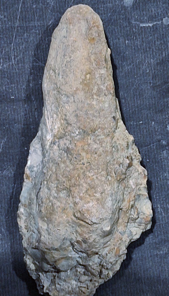 Triptoceras oweni - Member Collections - The Fossil Forum