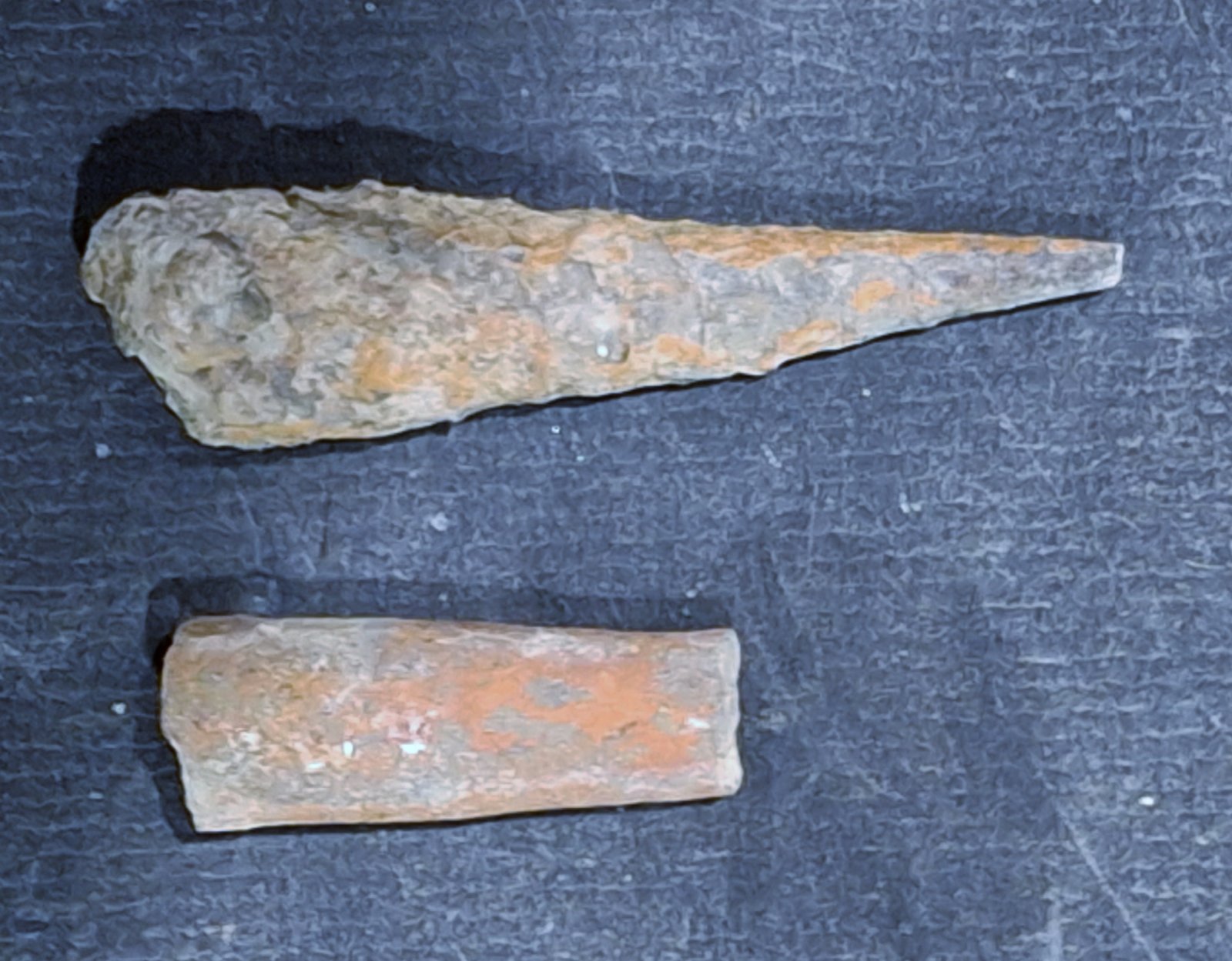 Triptoceras planodorsatum - Member Collections - The Fossil Forum