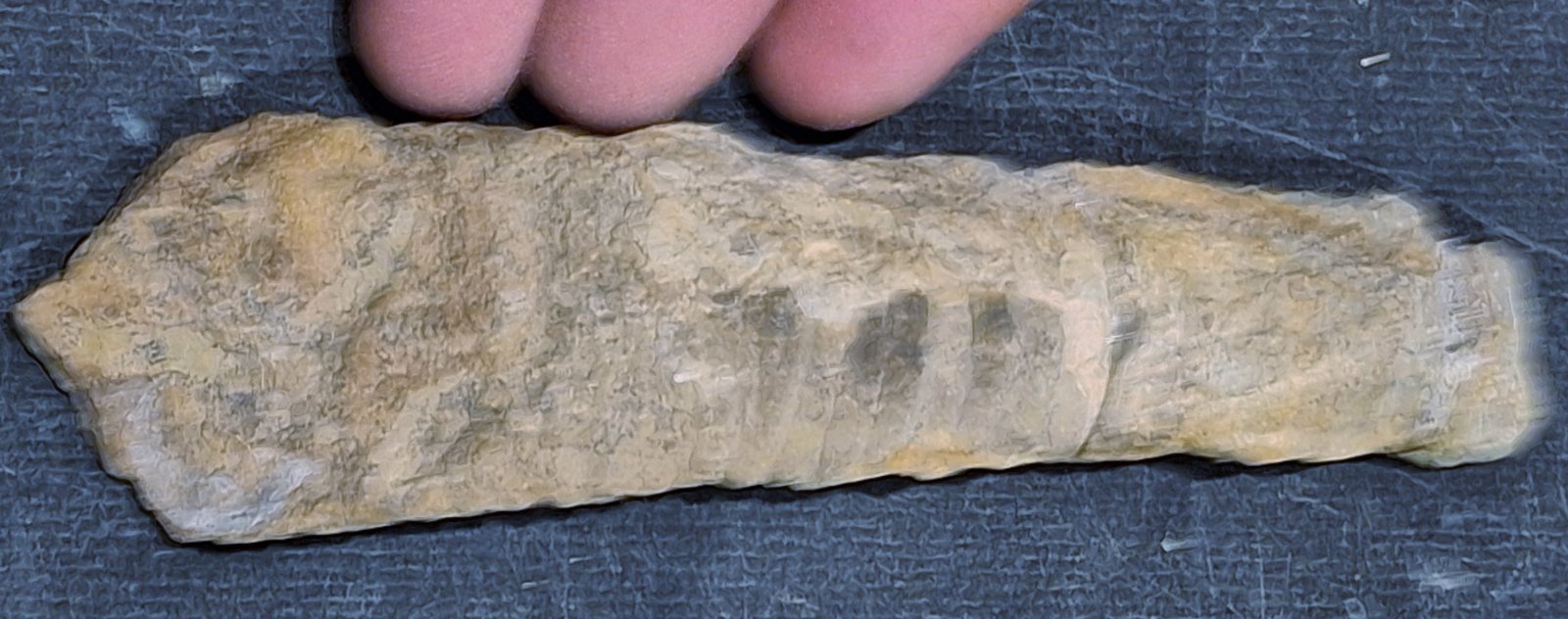 Triptoceras planoconvexum - Member Collections - The Fossil Forum