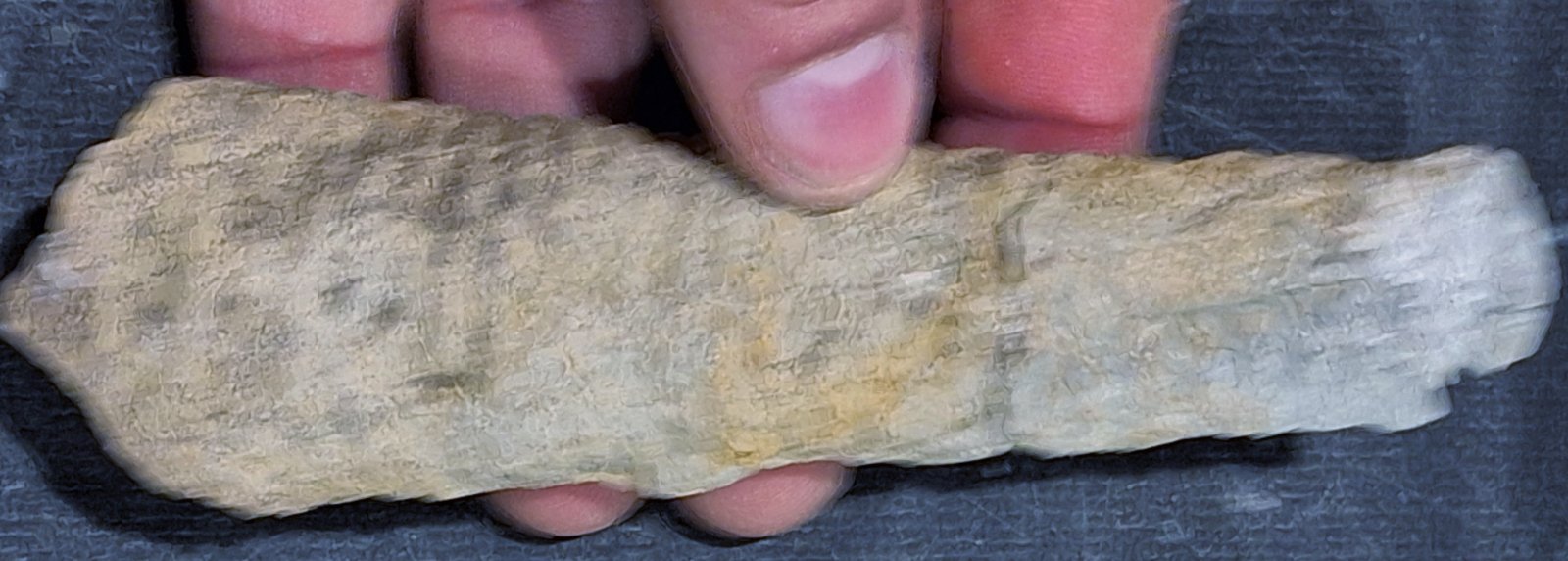 Triptoceras planoconvexum - Member Collections - The Fossil Forum