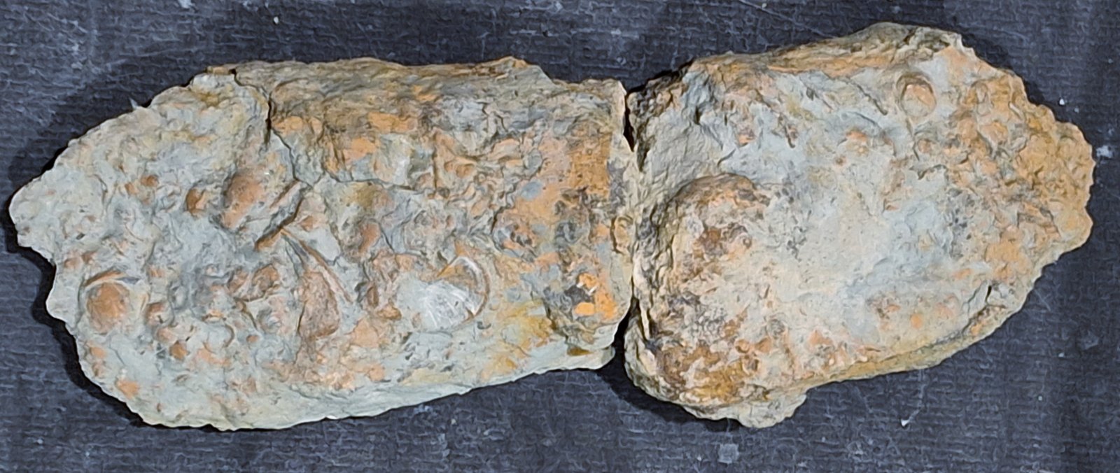 Triptoceras lambi - Member Collections - The Fossil Forum