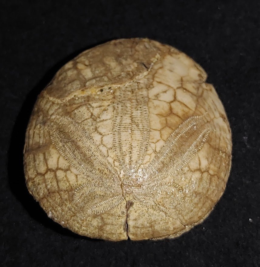 Dendraster gibbsii - Echinoids - The Fossil Forum
