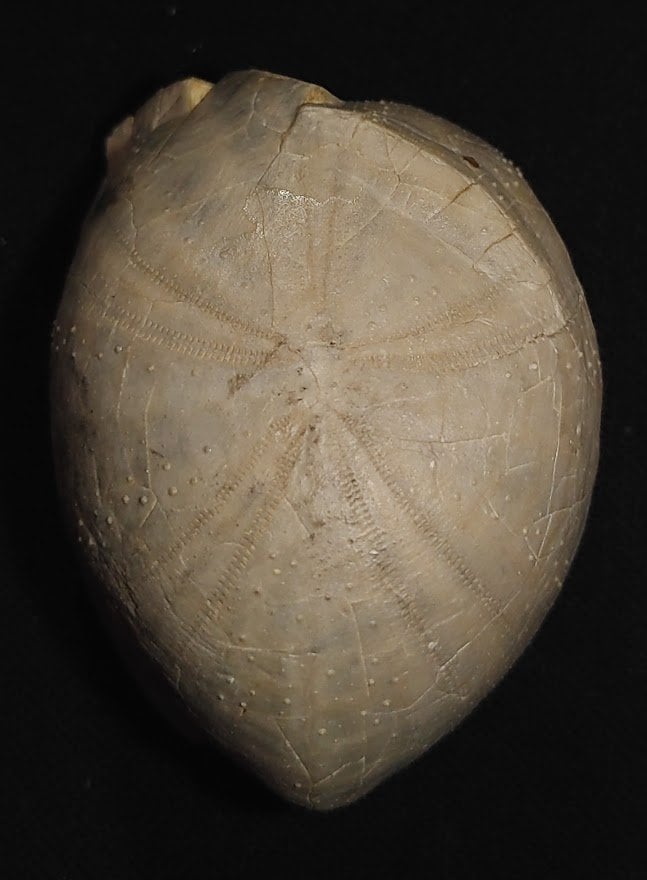 Holaster simplex - Echinoids - The Fossil Forum