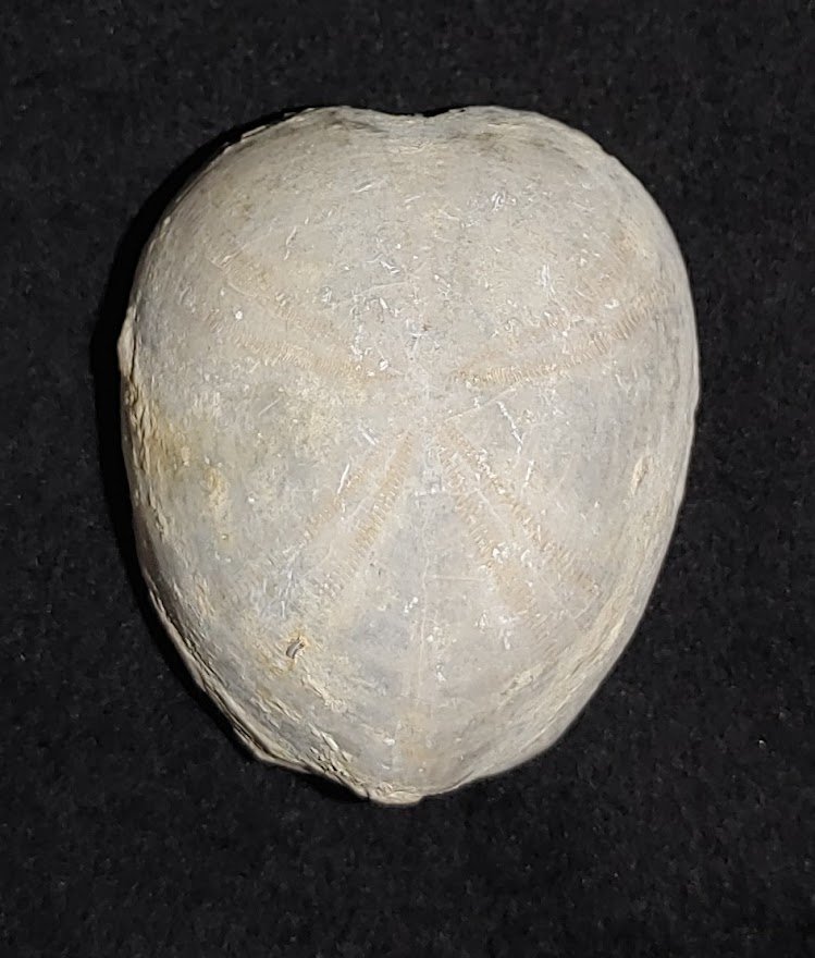 Holaster simplex - Echinoids - The Fossil Forum