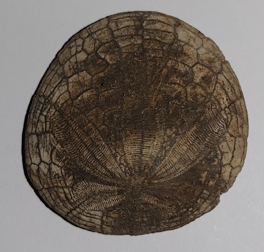 Dendraster gibbsii - Echinoids - The Fossil Forum