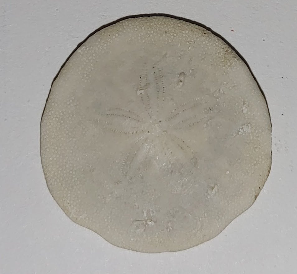 Periarchus sp. - Echinoids - The Fossil Forum