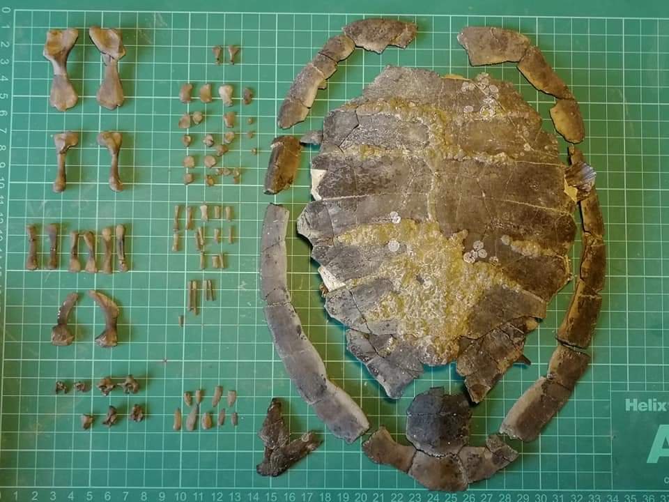 Turtle - Member Collections - The Fossil Forum