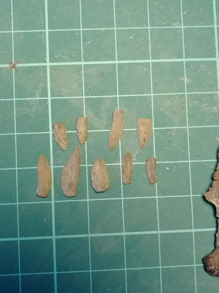 Claws from the leading edge of the flipper - Member Collections - The ...