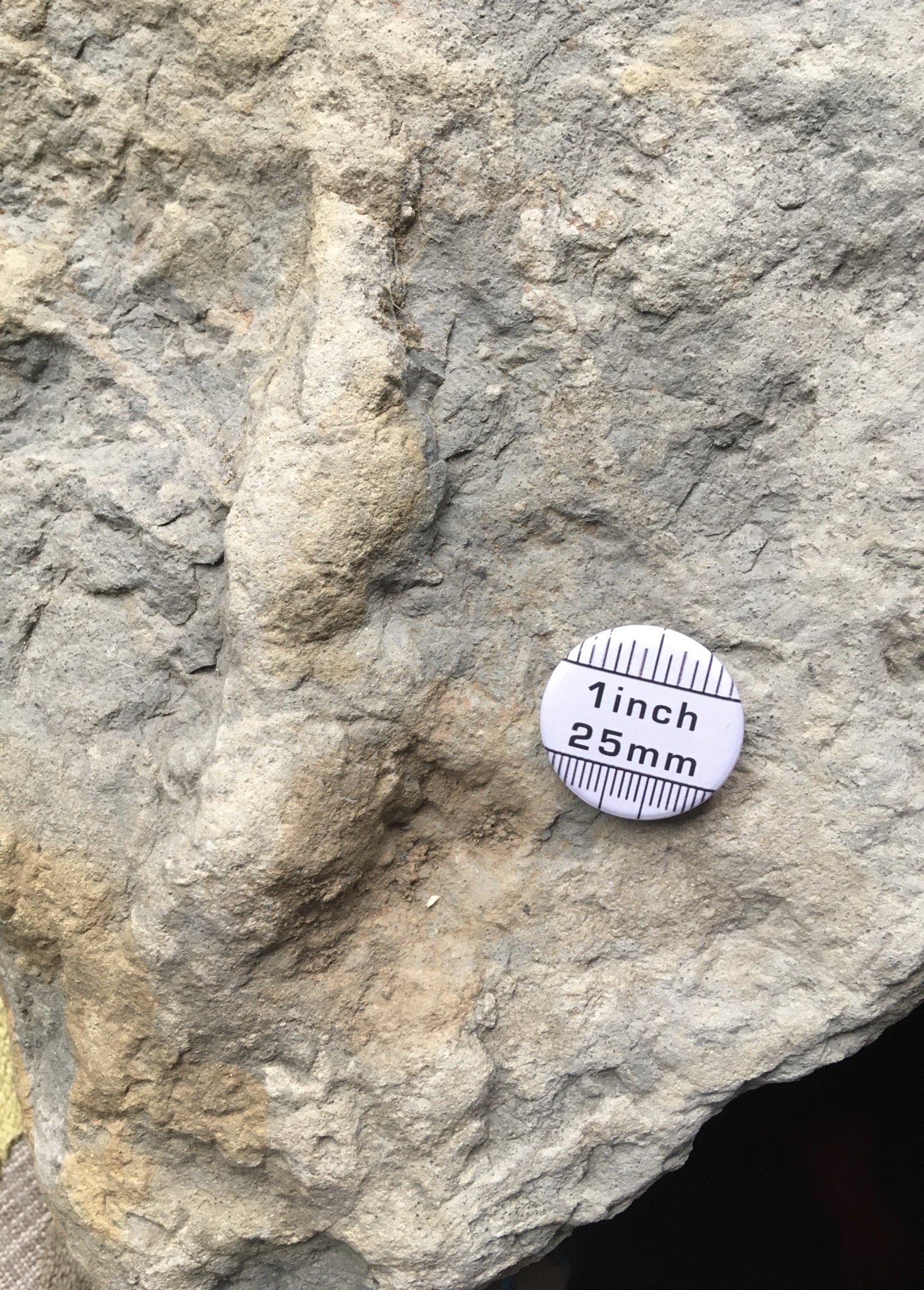 Measuring the Past: Unveiling the Rulers of Paleontological Exploration ...