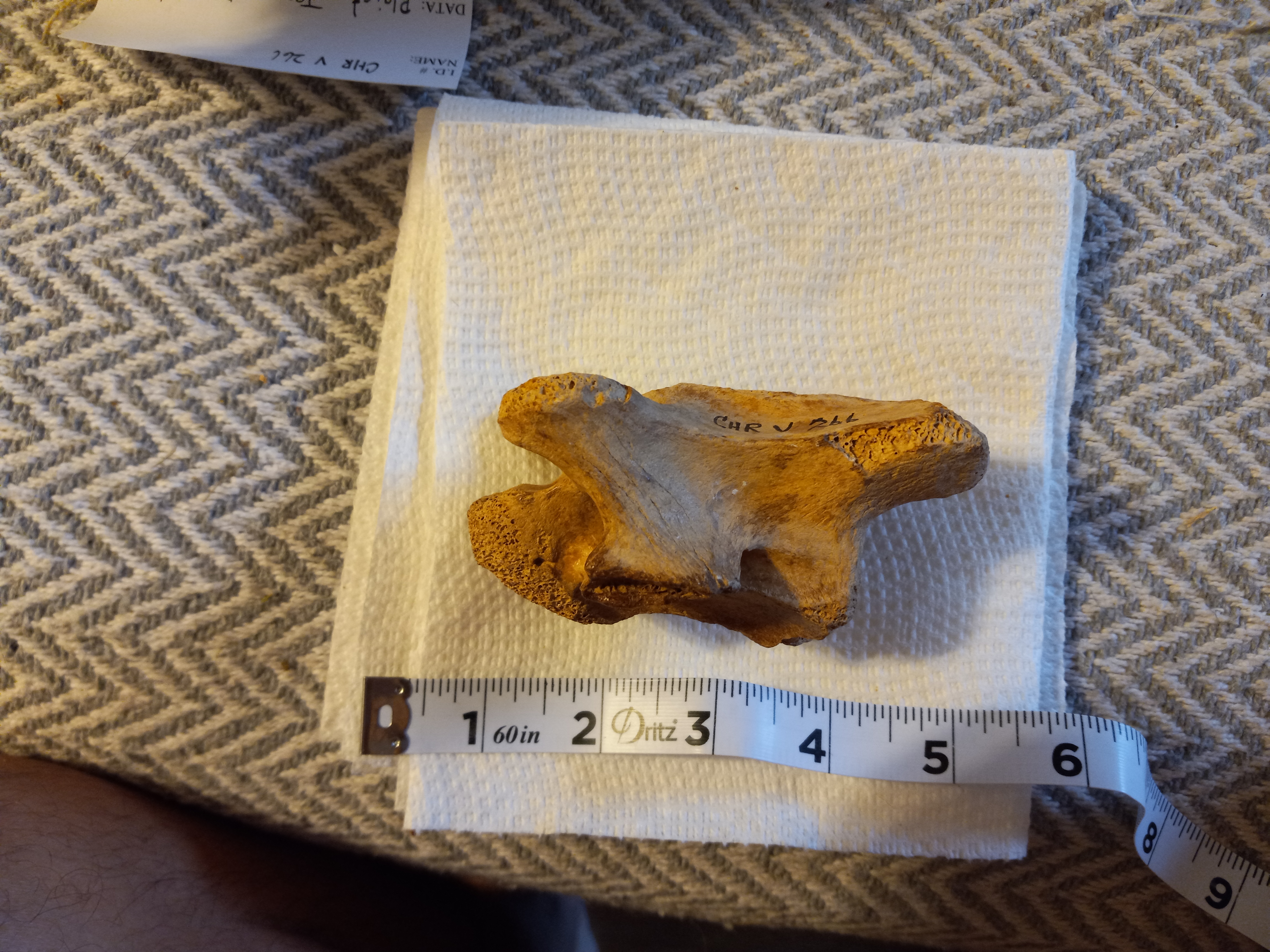 Pleistocene Terrace vertebra - Fossil ID - The Fossil Forum