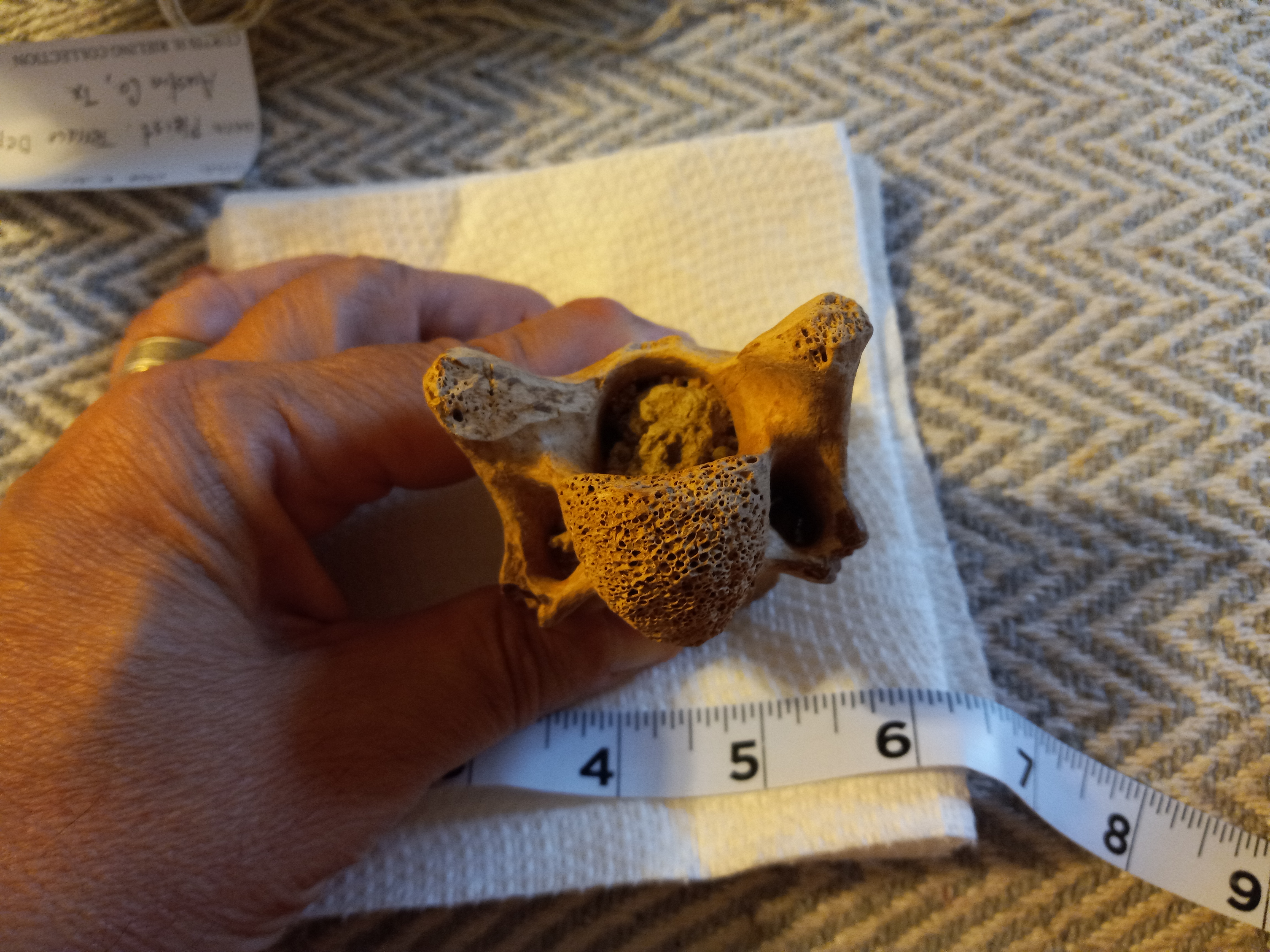 Pleistocene Terrace vertebra - Fossil ID - The Fossil Forum