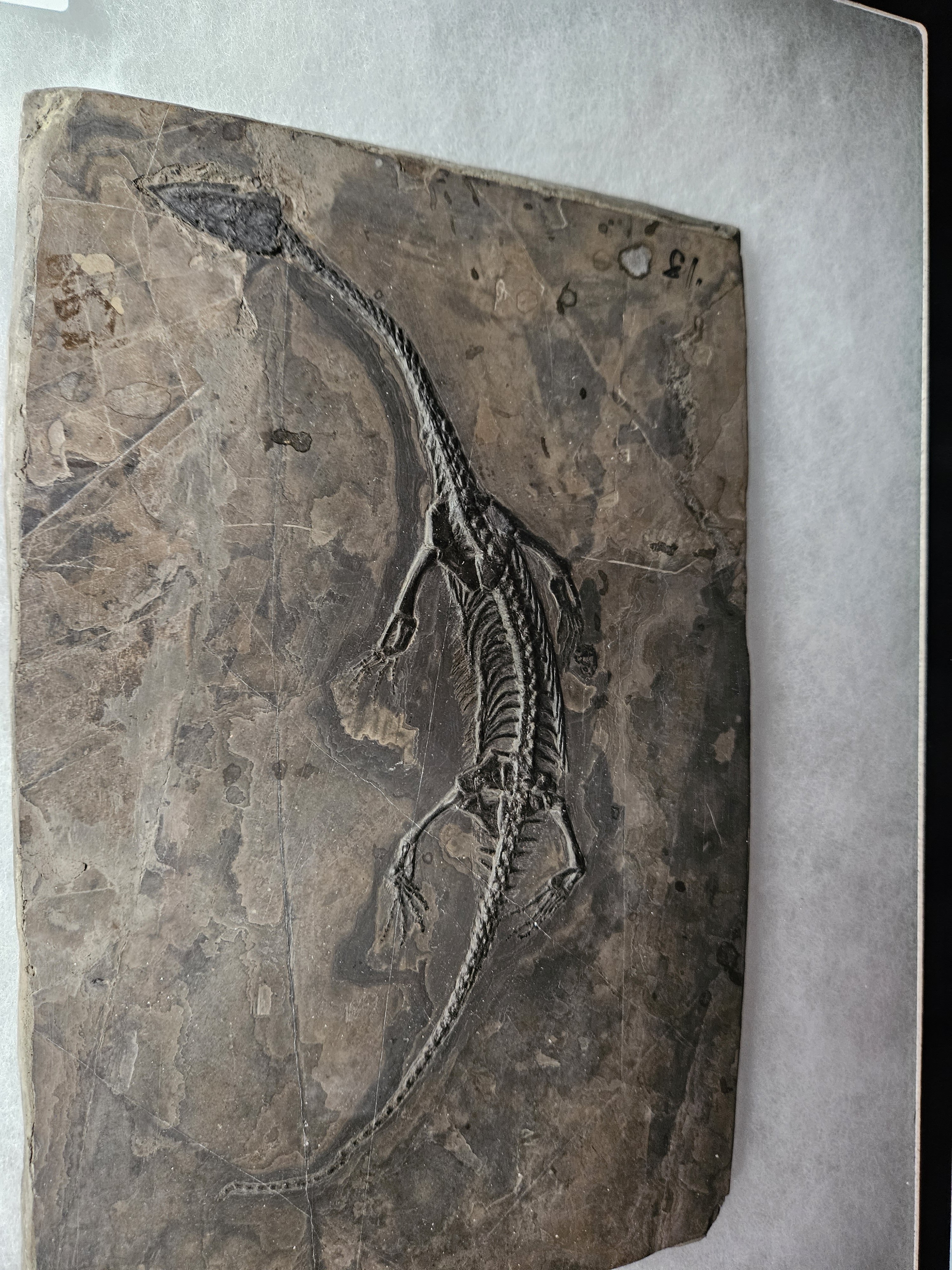 Keichousaurus ... Real ? Enhanced? - Is It Real? How to Recognize ...