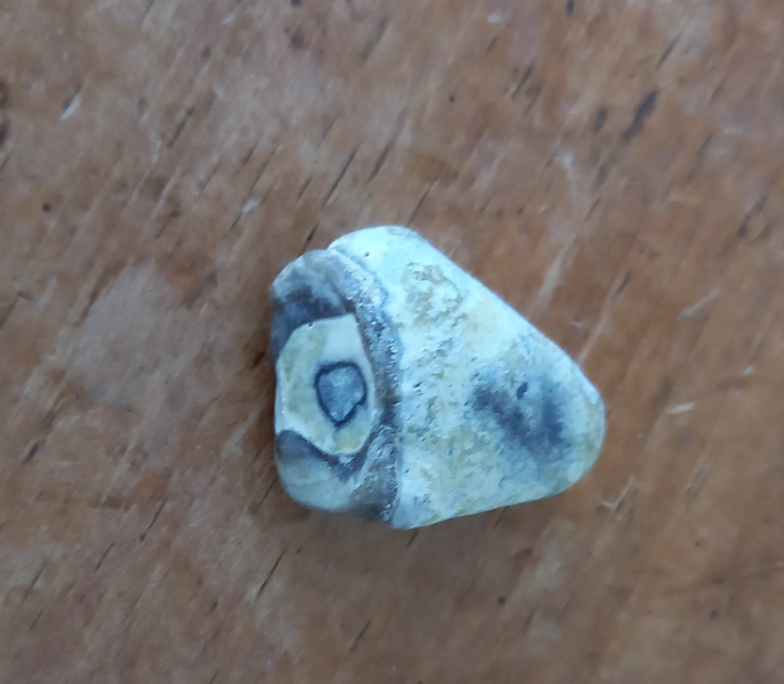 Tooth fossil? Or tooth shaped stone? - Fossil ID - The Fossil Forum