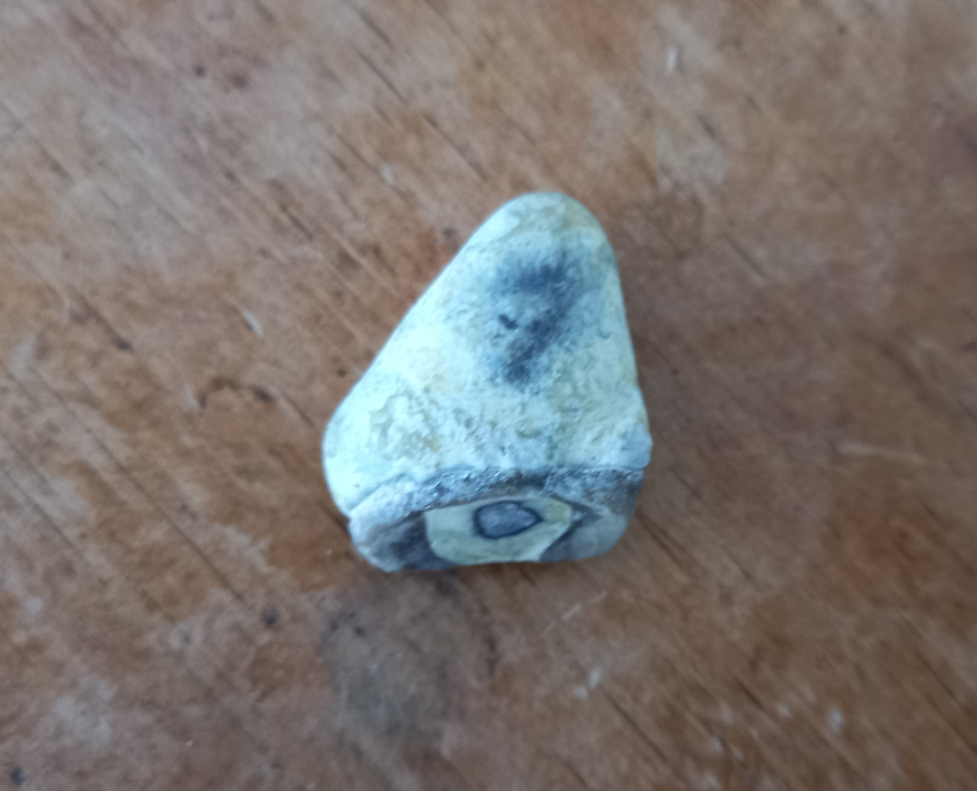 Tooth fossil? Or tooth shaped stone? - Fossil ID - The Fossil Forum