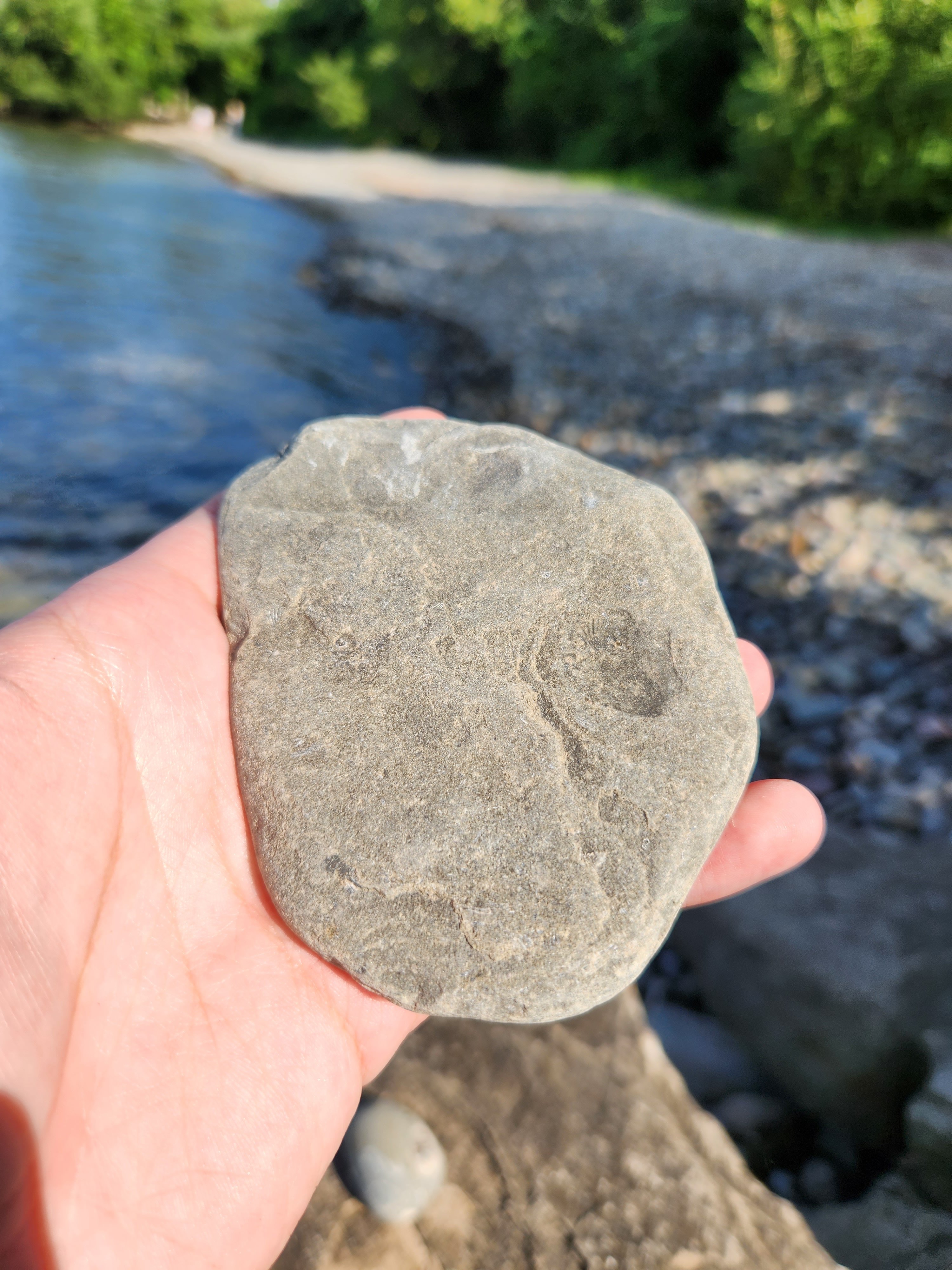 Fossil ID - Grimsby Beach, Ontario - Fossil ID - The Fossil Forum