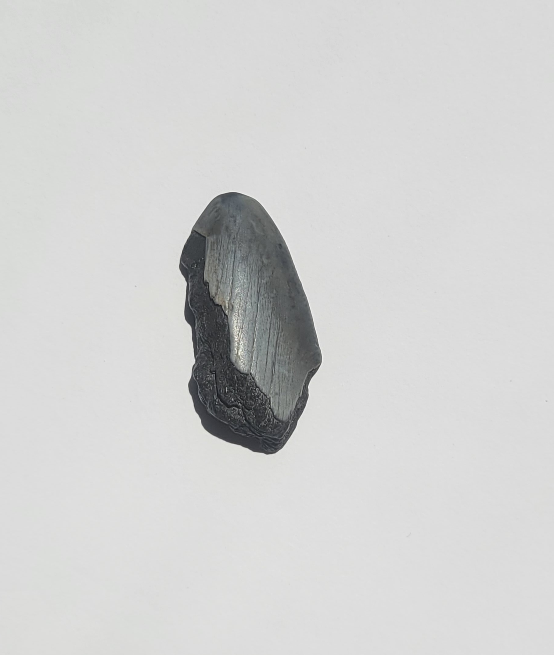 My Birthday Calvert trip - Fossil Hunting Trips - The Fossil Forum