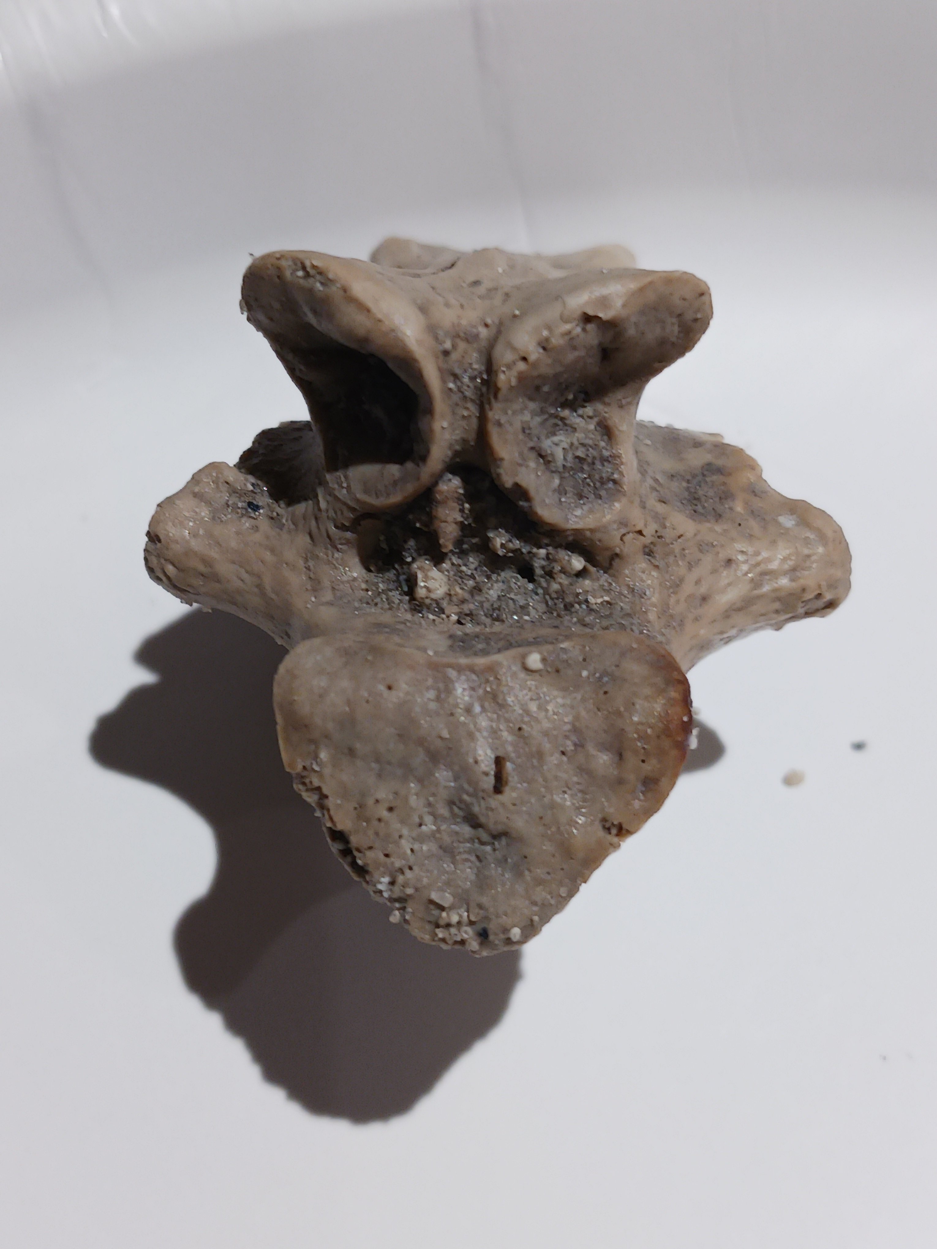 Bone Valley vertebra ID - Fossil ID - The Fossil Forum