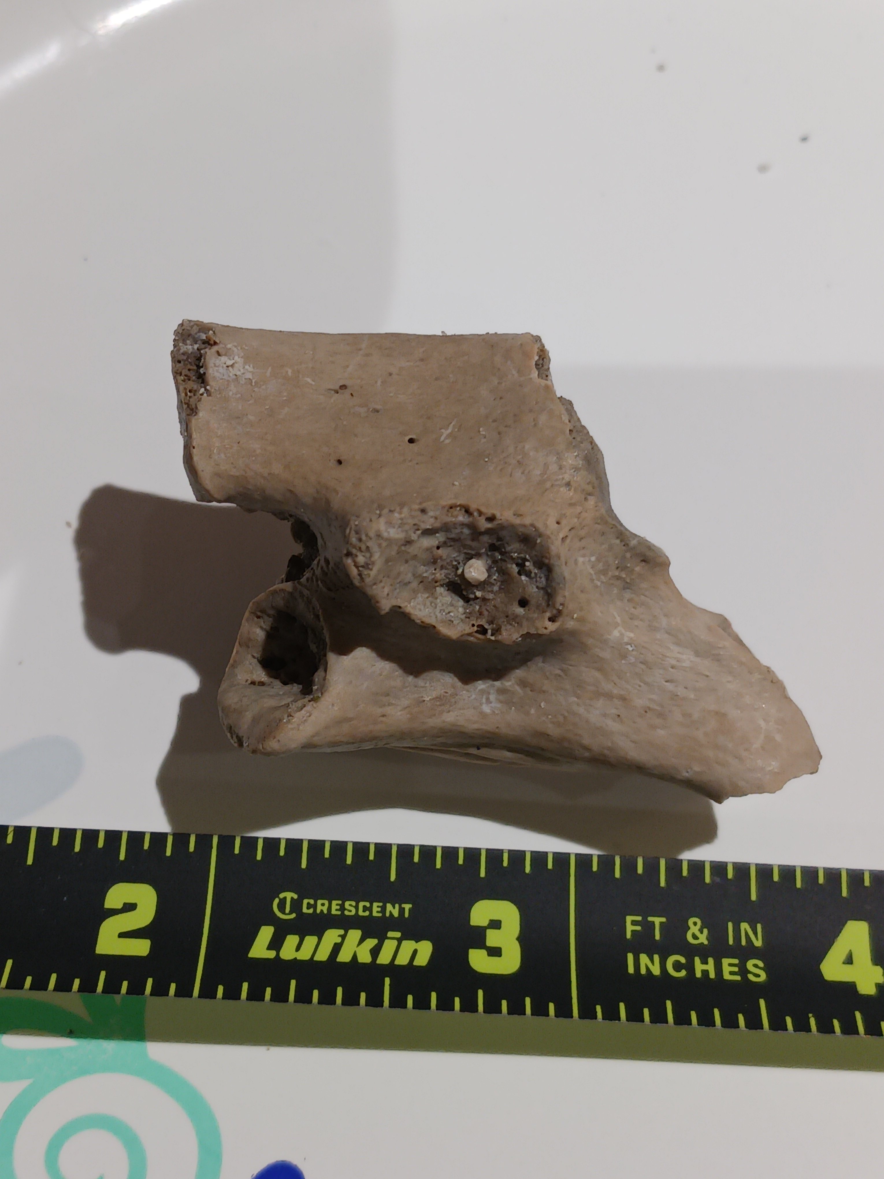 Bone Valley vertebra ID - Fossil ID - The Fossil Forum
