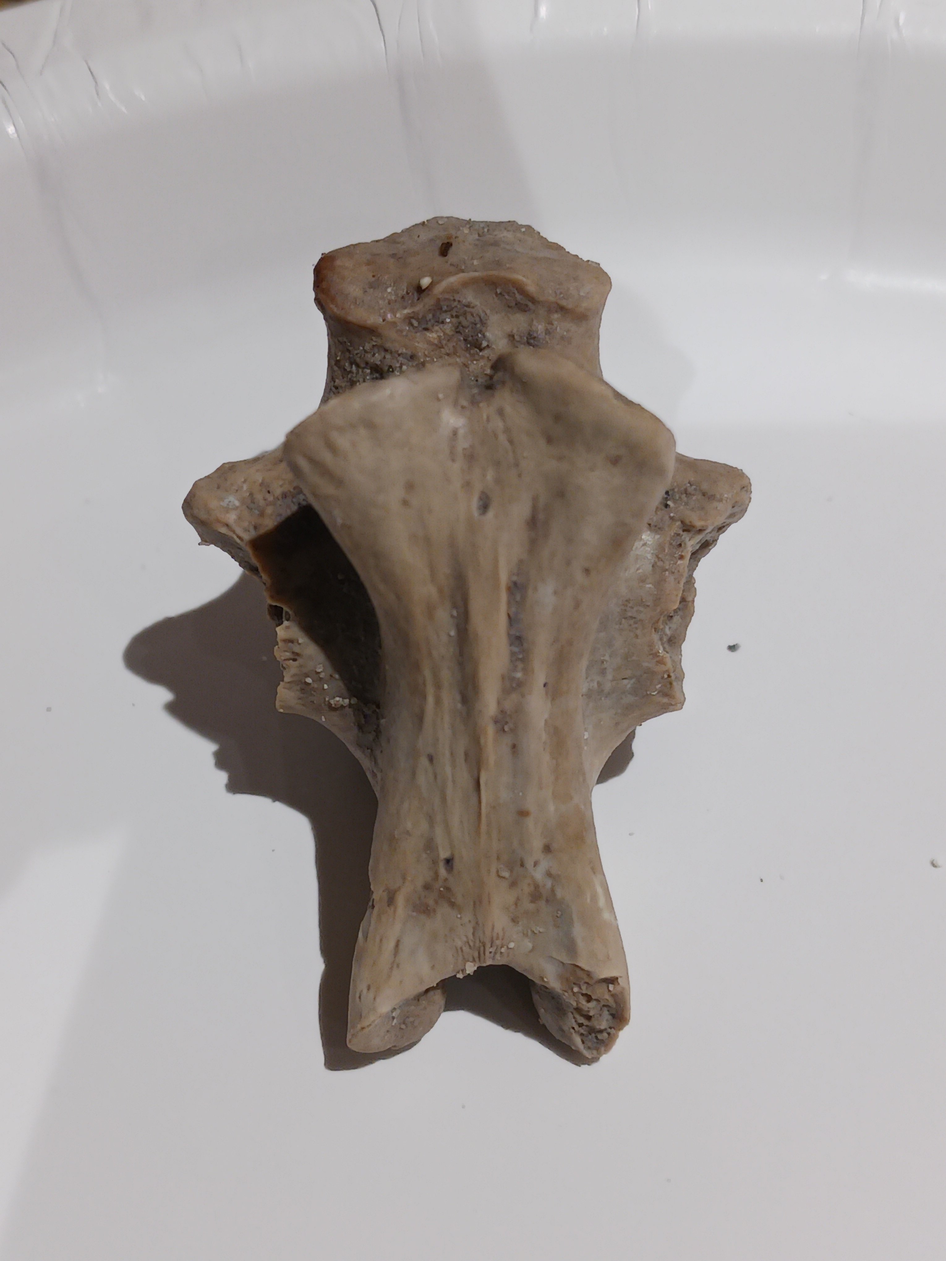 Bone Valley vertebra ID - Fossil ID - The Fossil Forum