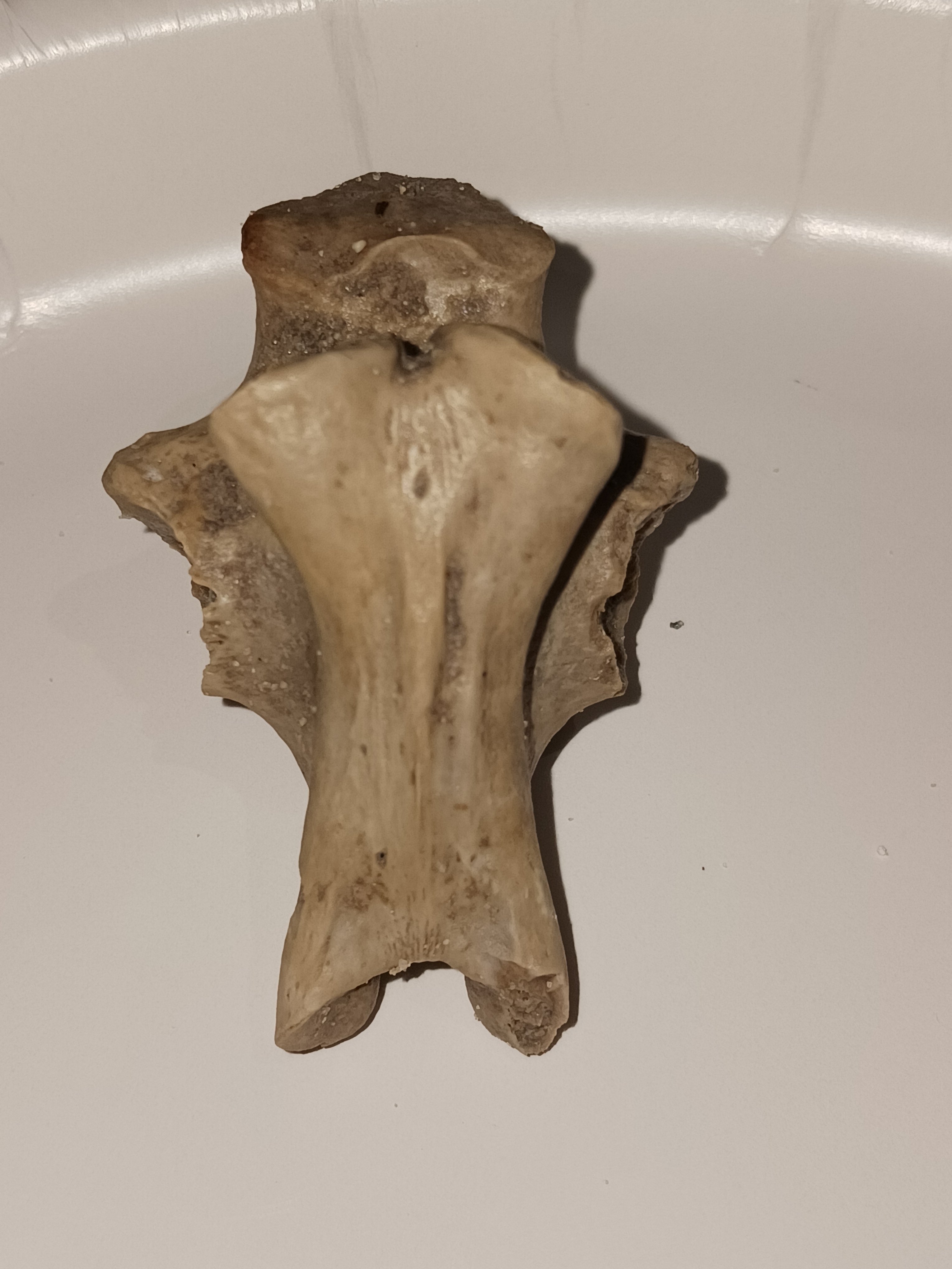 Bone Valley vertebra ID - Fossil ID - The Fossil Forum