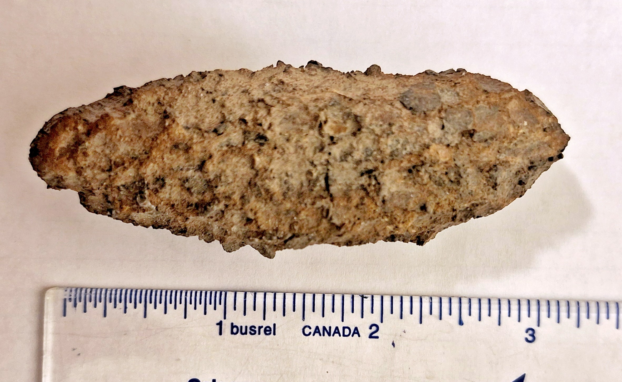 Coprolite or seed pod - Fossil ID - The Fossil Forum