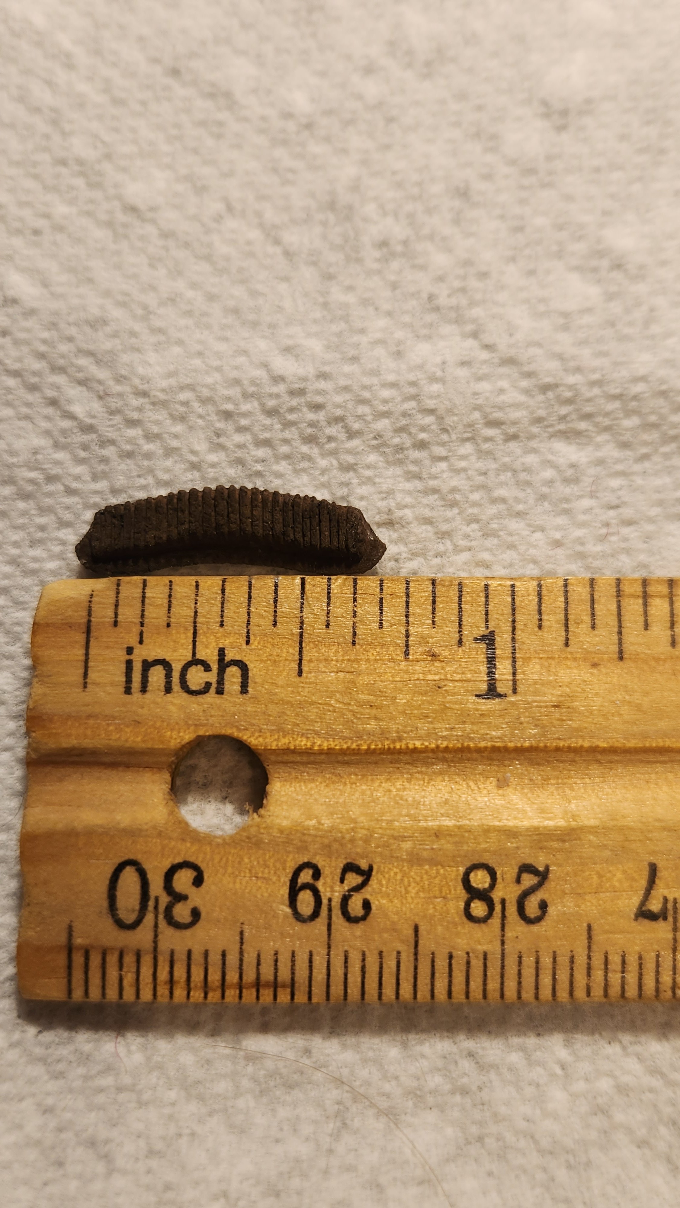 Whiskey Bridge Ray tooth plate - Fossil ID - The Fossil Forum