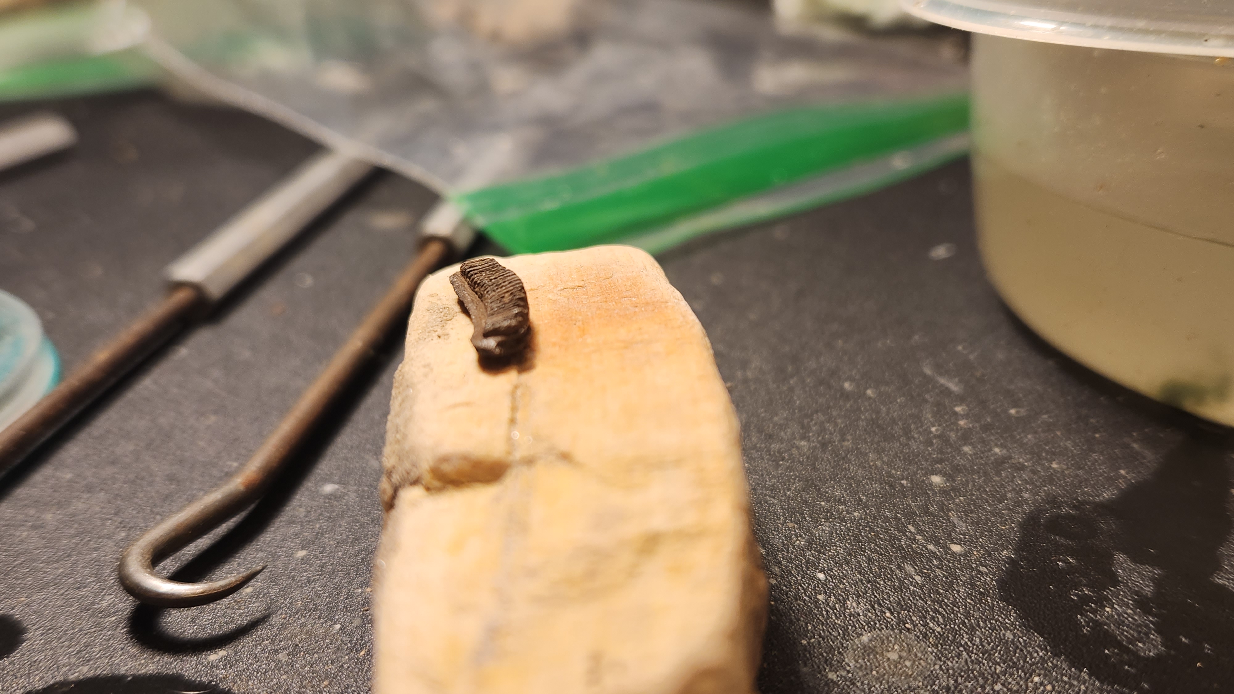Whiskey Bridge Ray tooth plate - Fossil ID - The Fossil Forum