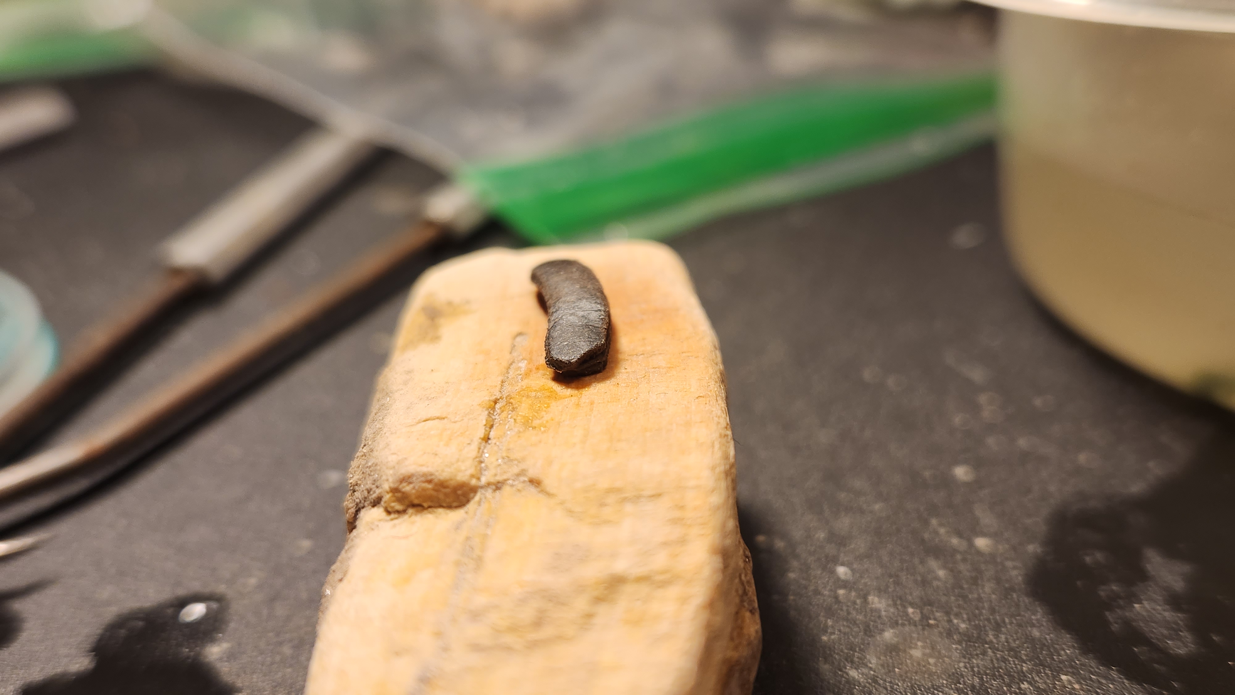 Whiskey Bridge Ray tooth plate - Fossil ID - The Fossil Forum