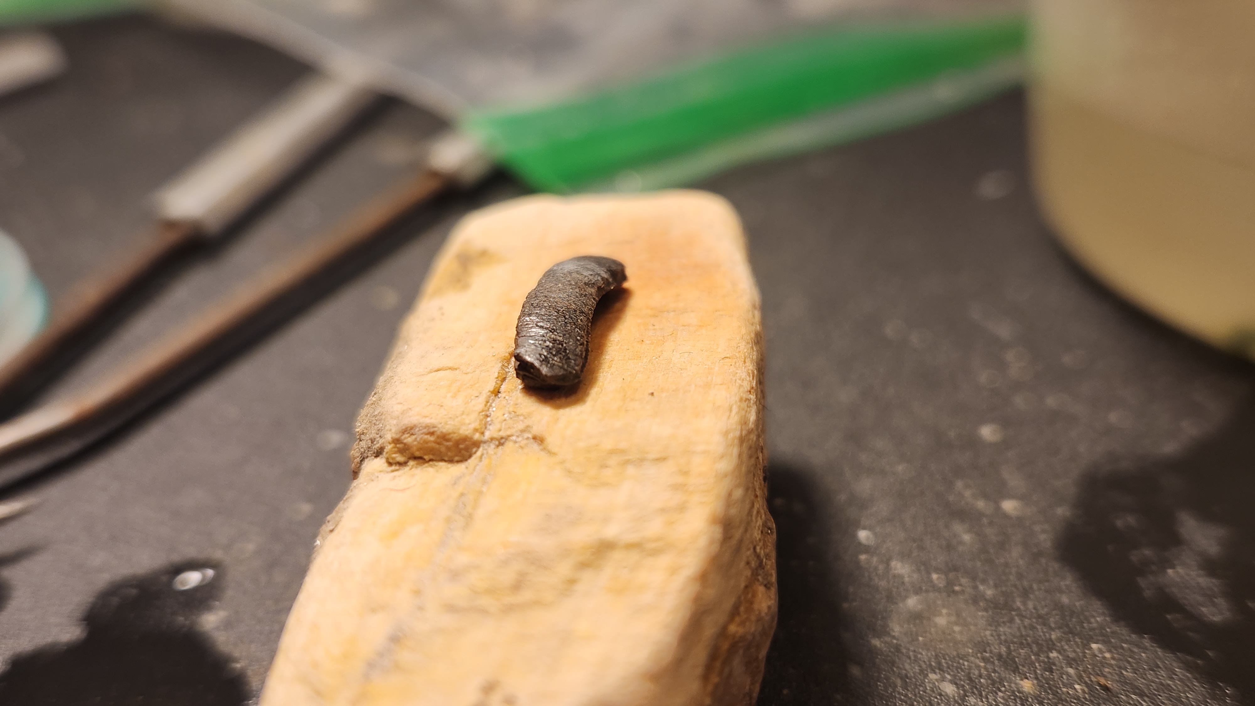 Whiskey Bridge Ray tooth plate - Fossil ID - The Fossil Forum