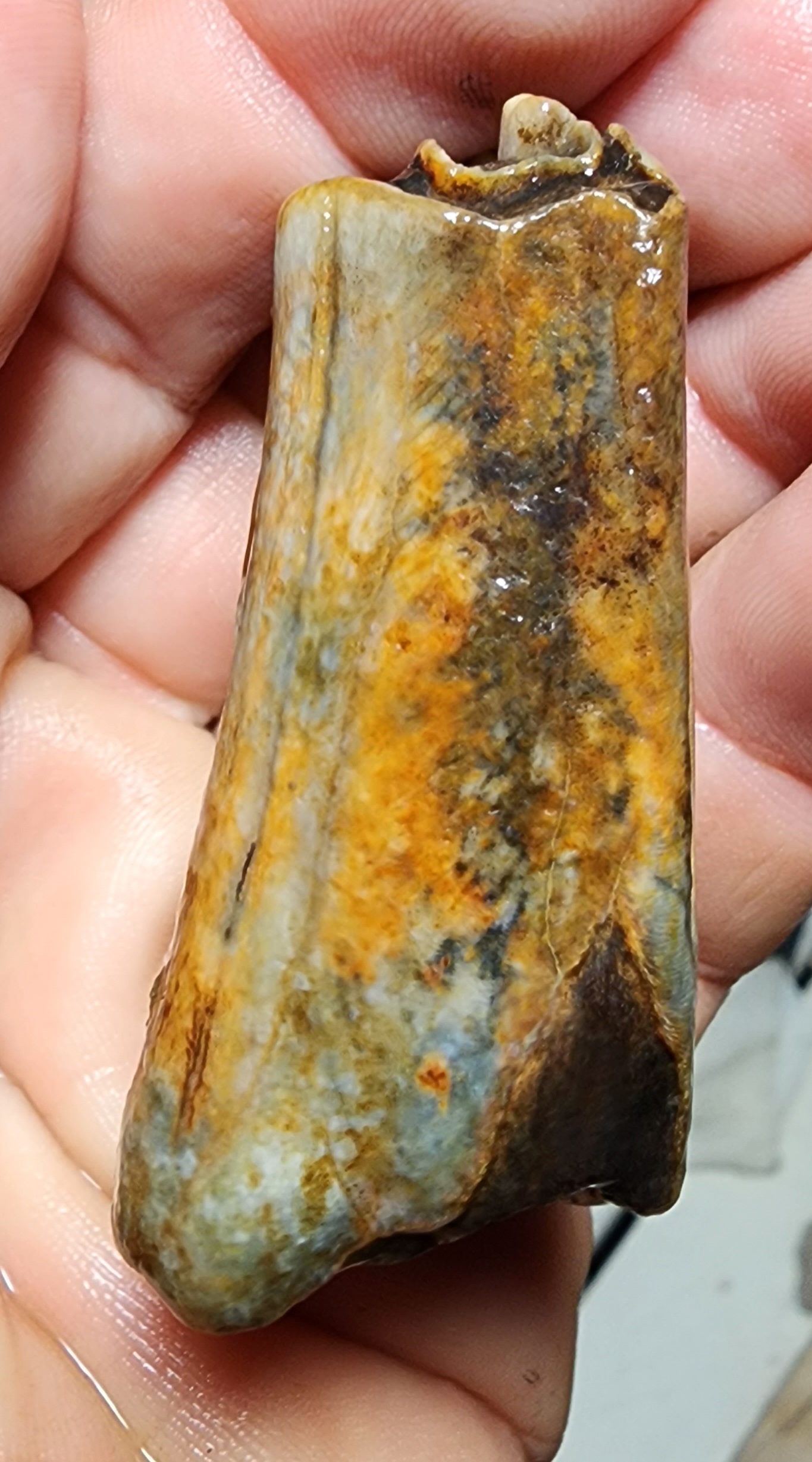 SE Texas - Colorful tooth from bison? - Fossil ID - The Fossil Forum