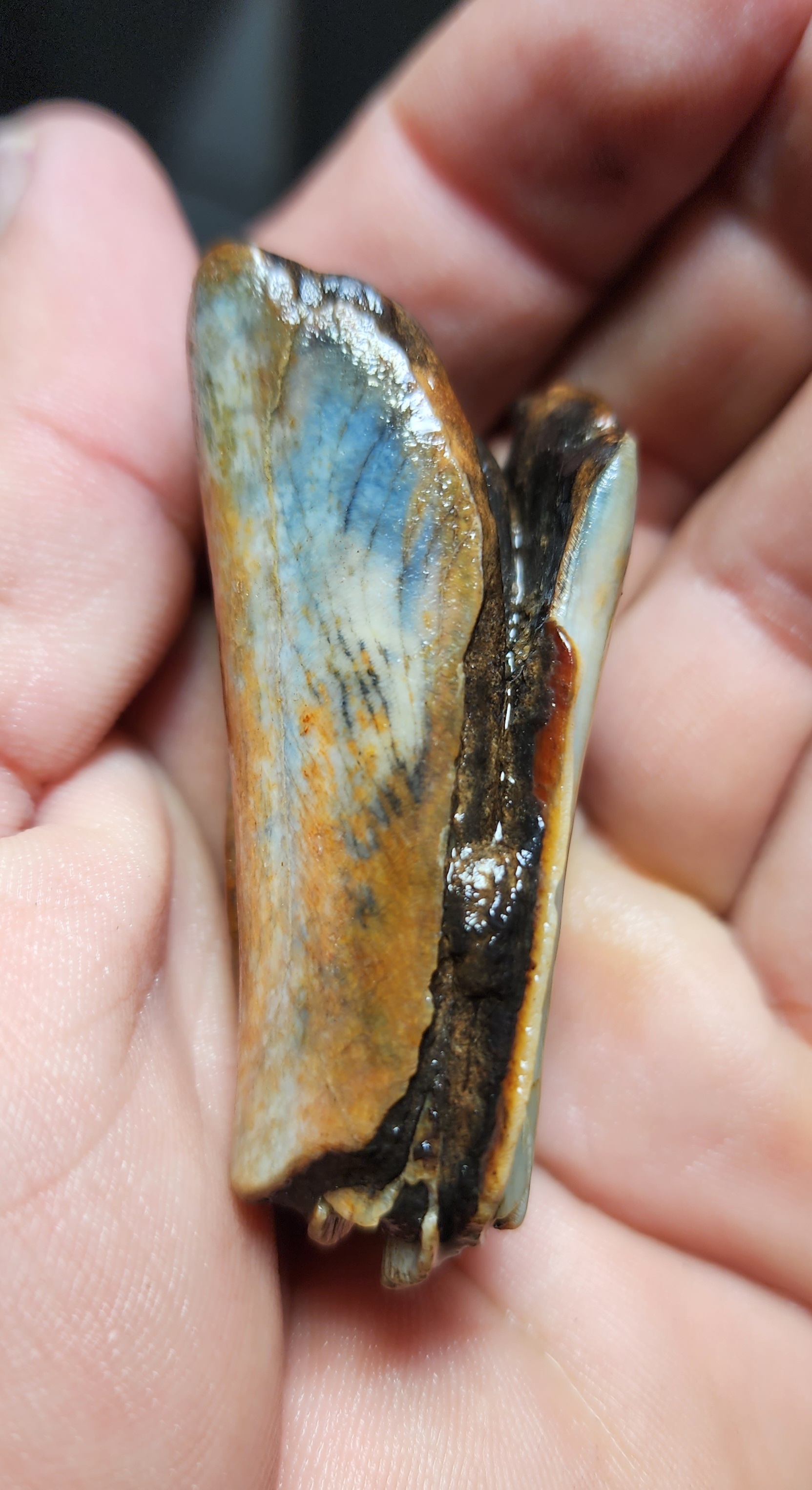 SE Texas - Colorful tooth from bison? - Fossil ID - The Fossil Forum