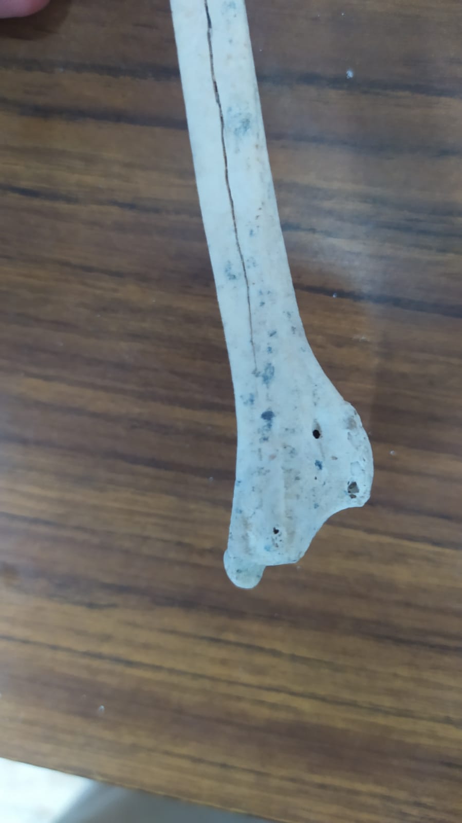 Can you help me identify what this fibula is? - Fossil ID - The Fossil ...