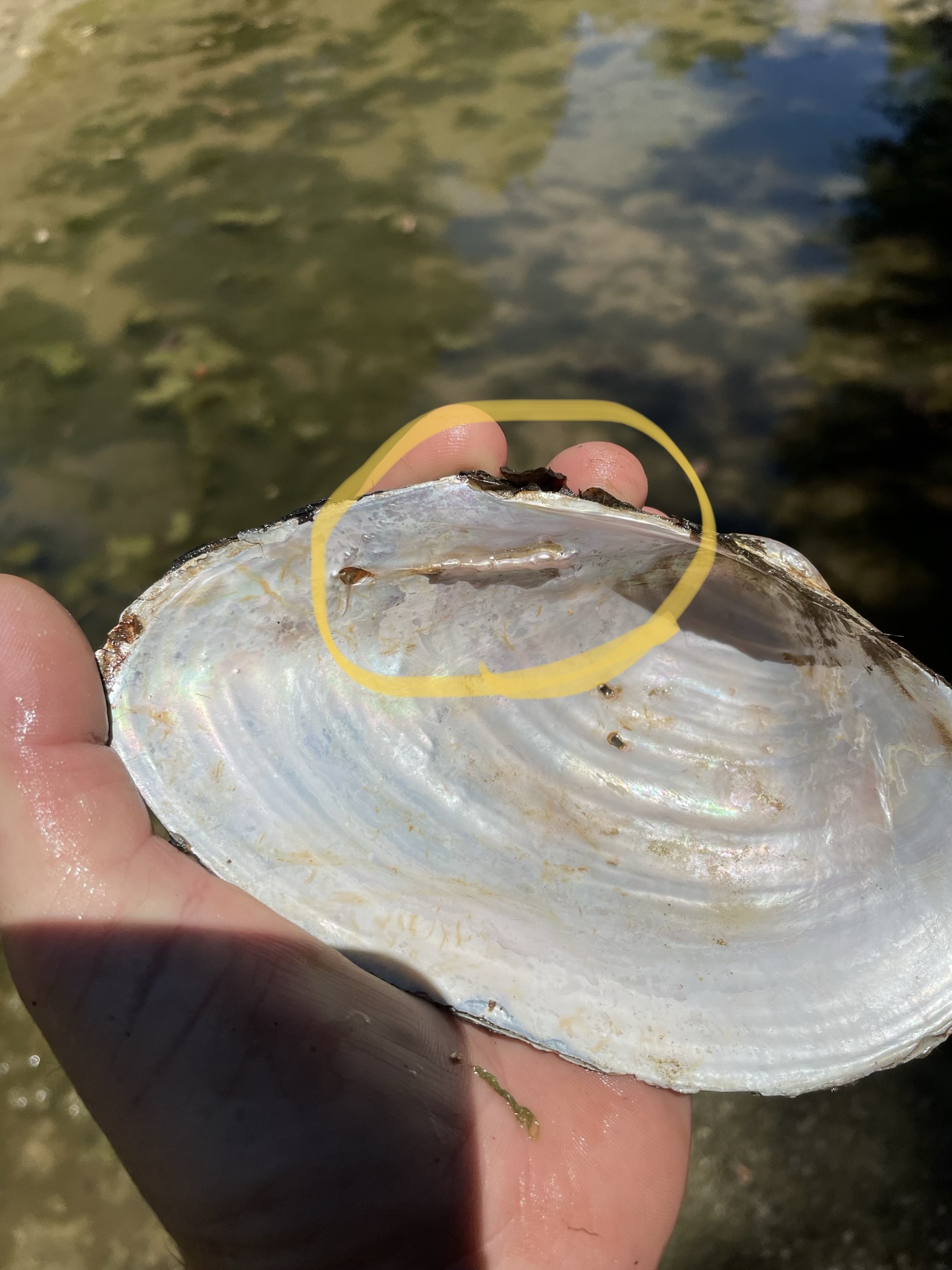 Texas river blister pearls finds examples - Rocks & Minerals - The ...